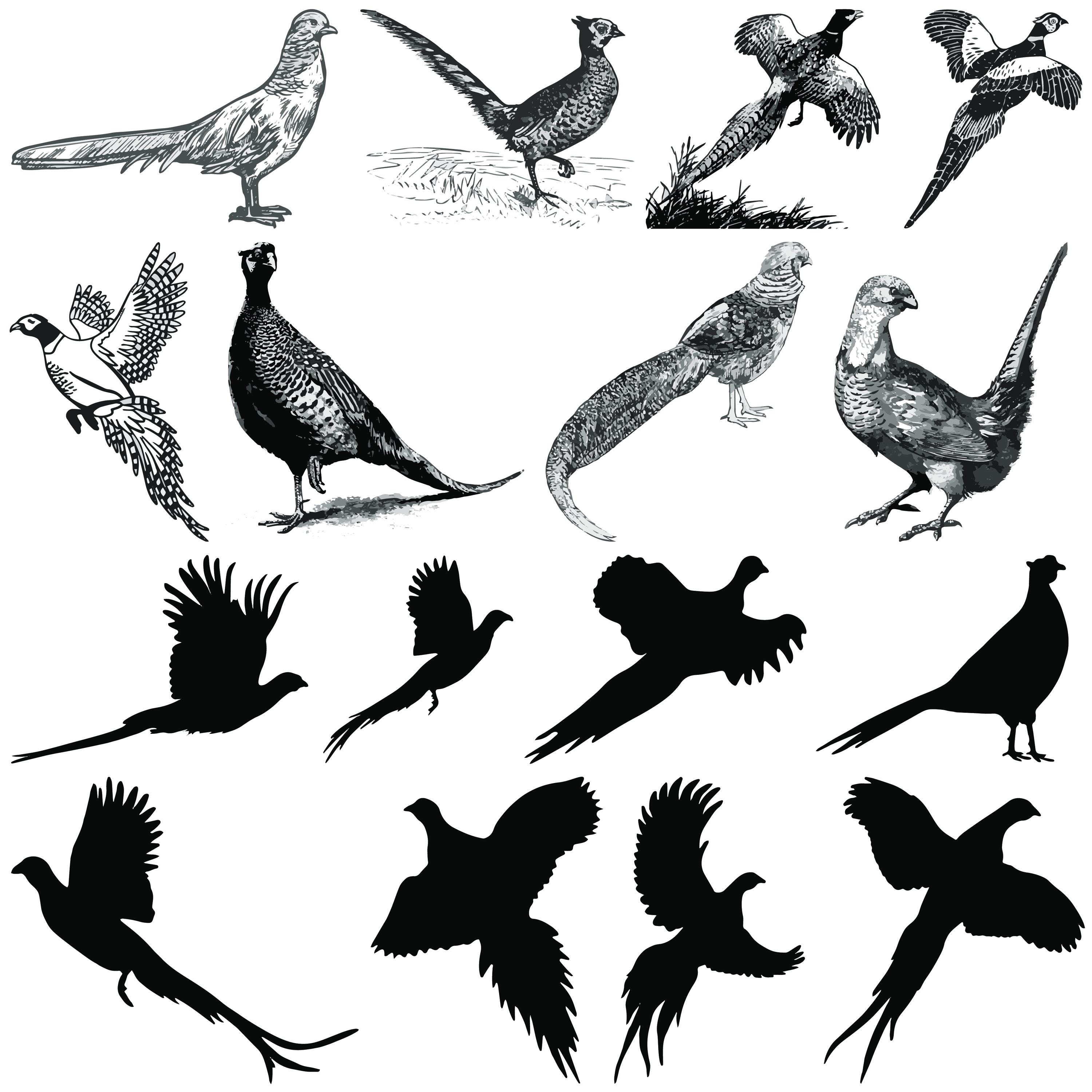 Pheasant SVG Bundle, Pheasant Vector, Pheasant Outline, Pheasant ...