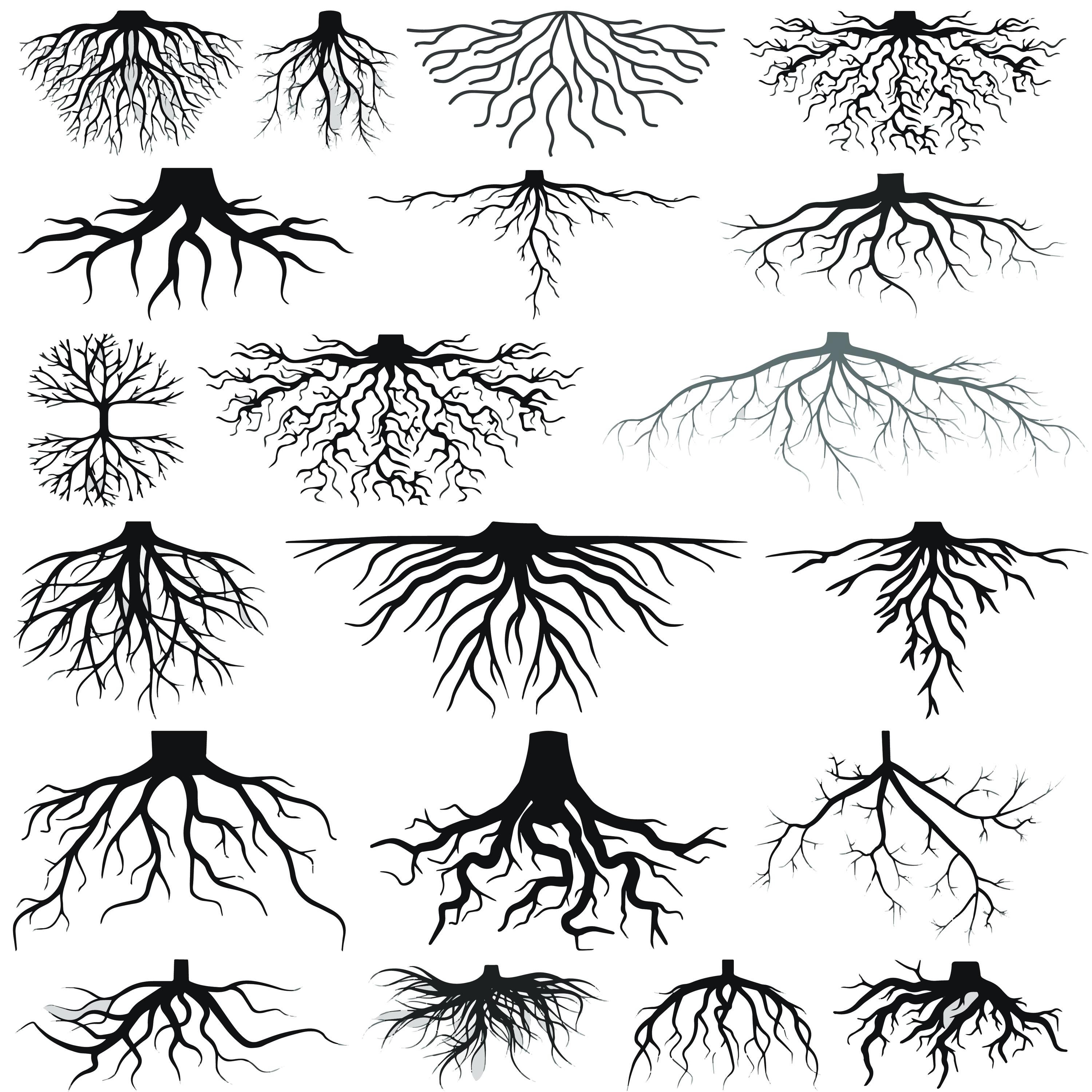 Tree Roots SVG, Roots Clipart, Roots Vector, Roots Silhouette, Ree ...