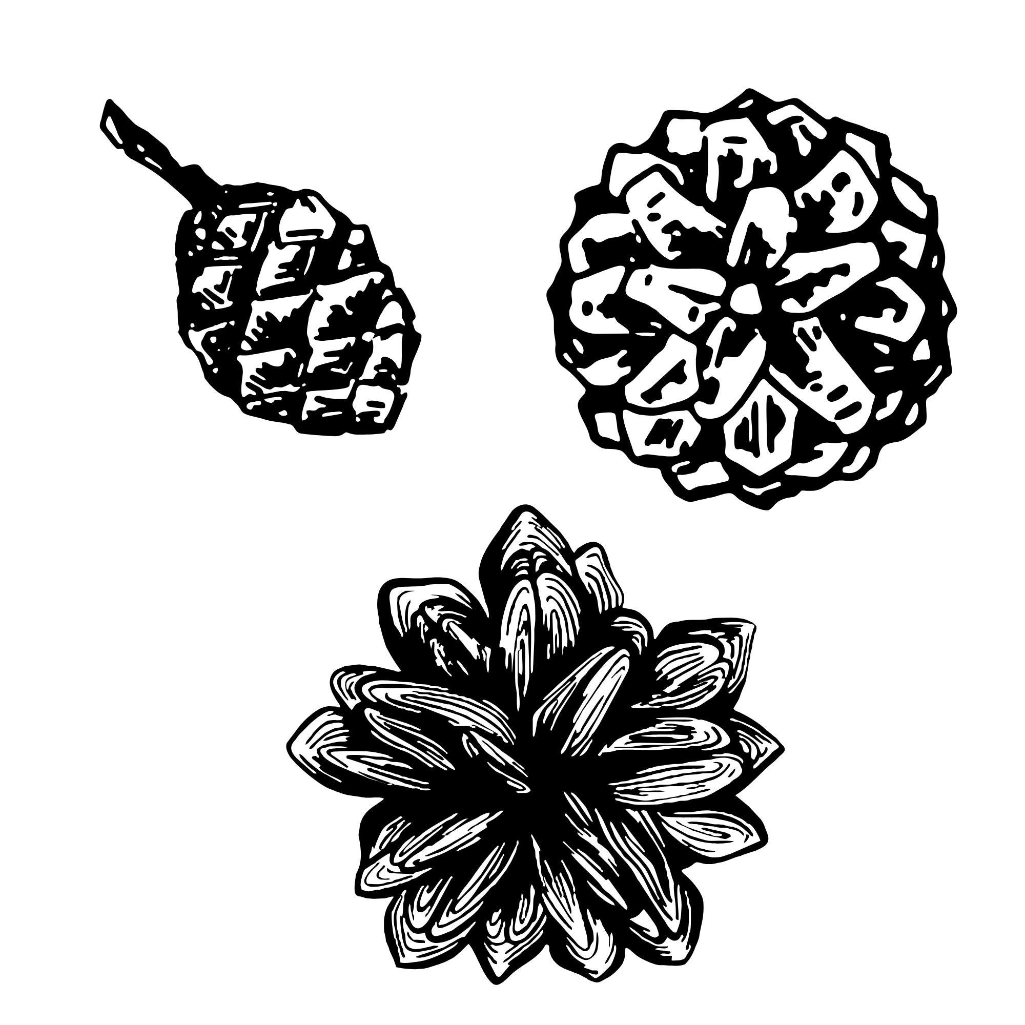 Pinecone Svg Bundle, Cone Clipart, Pine Tree Vector, Conifer Cone Decal ...