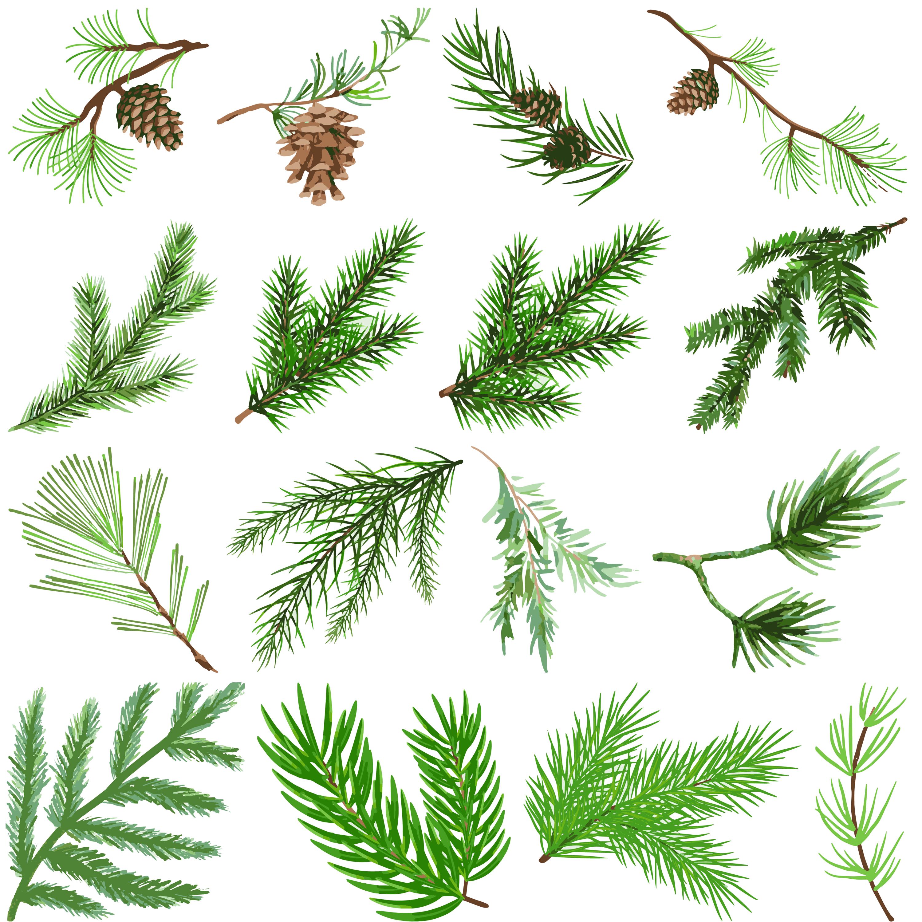 Pine Branch SVG Bundle, Pine Needles Svg, Pine Branch Eps, Pine Branch ...