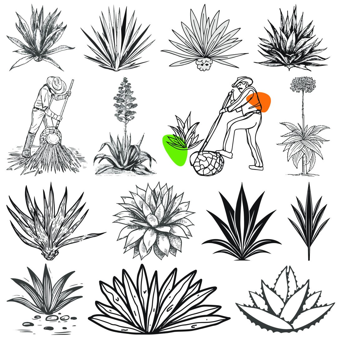 Agave SVG Bundle, Agave Outline, Agave Clipart, Agave Plant Svg, Agaves ...