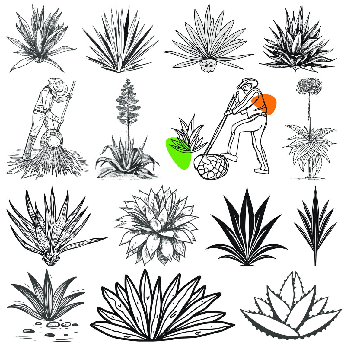 Agave SVG Bundle, Agave Outline, Agave Clipart, Agave Plant Svg, Agaves ...
