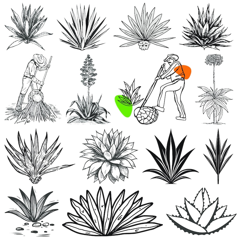 Agave SVG Bundle, Agave Outline, Agave Clipart, Agave Plant Svg, Agaves ...