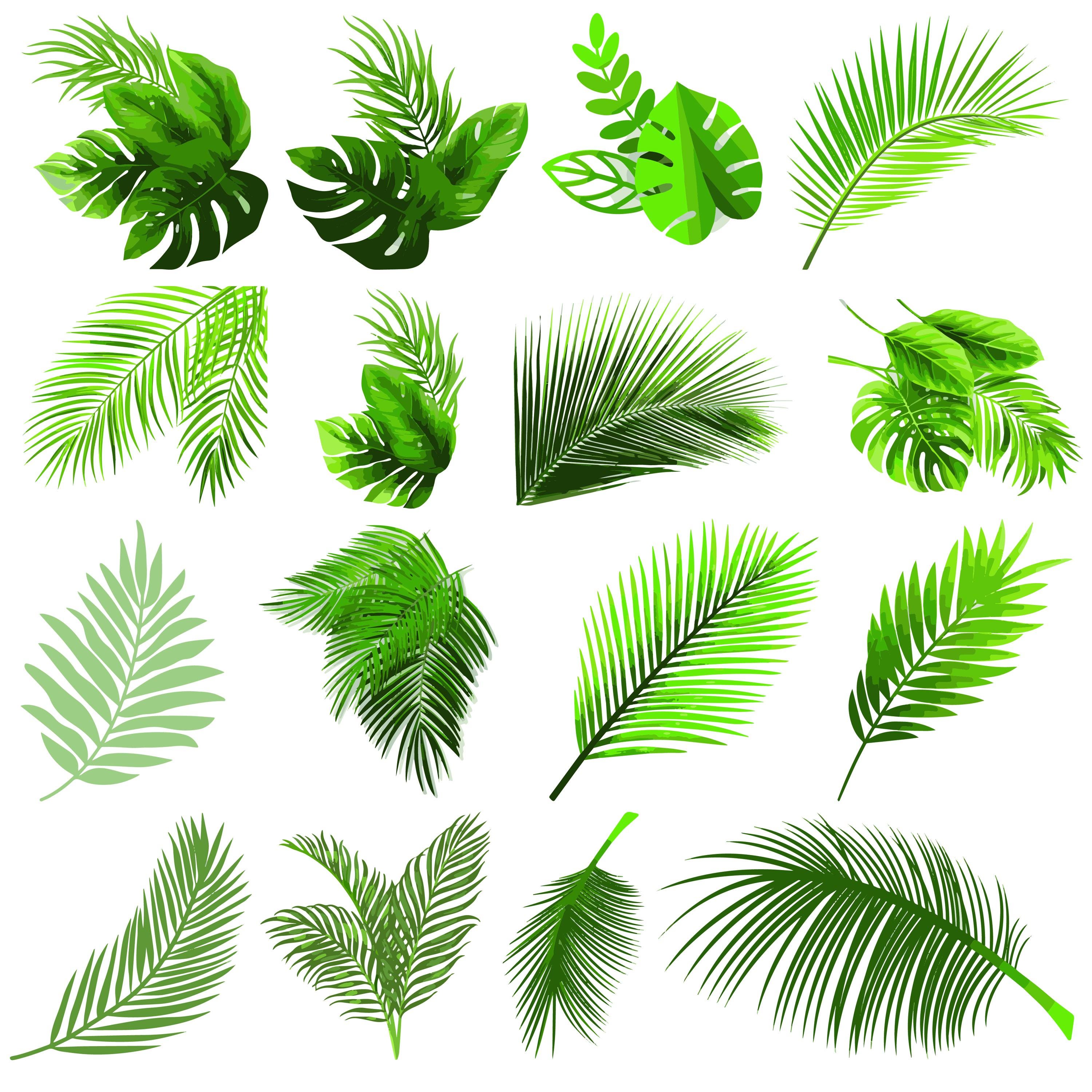 Palm Leaf SVG, Palm Leaves Svg, Hand Drawn Leaves Svg, Palm Leaf Cricut ...