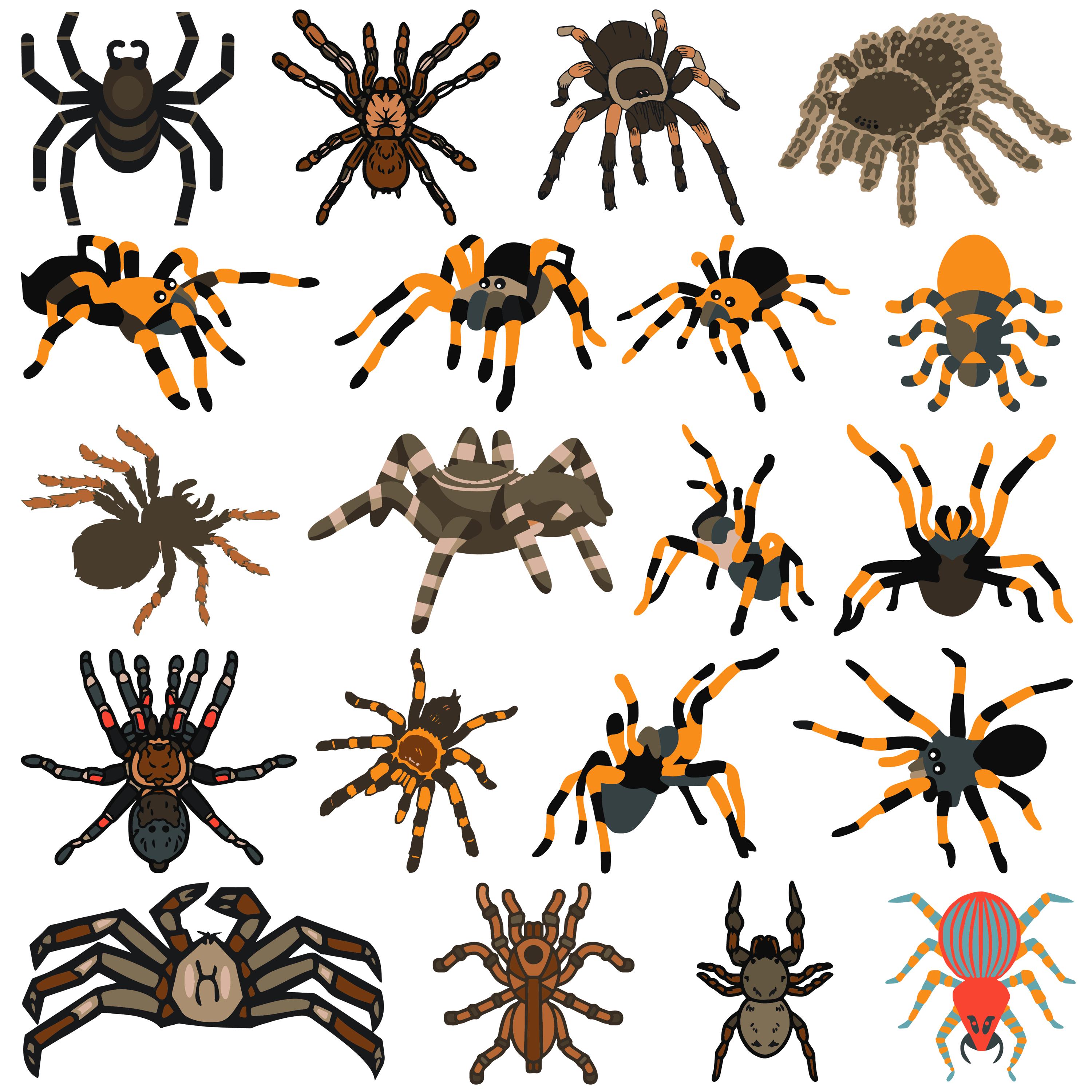 Tarantula SVG, Spider Svg, Spider Clipart, Tarantula Clipart, Spider ...