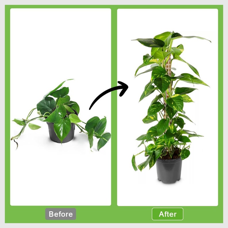 TEMPLATE Moss Pole D Shaped Stackable for Climbing Plants Like Monstera ...