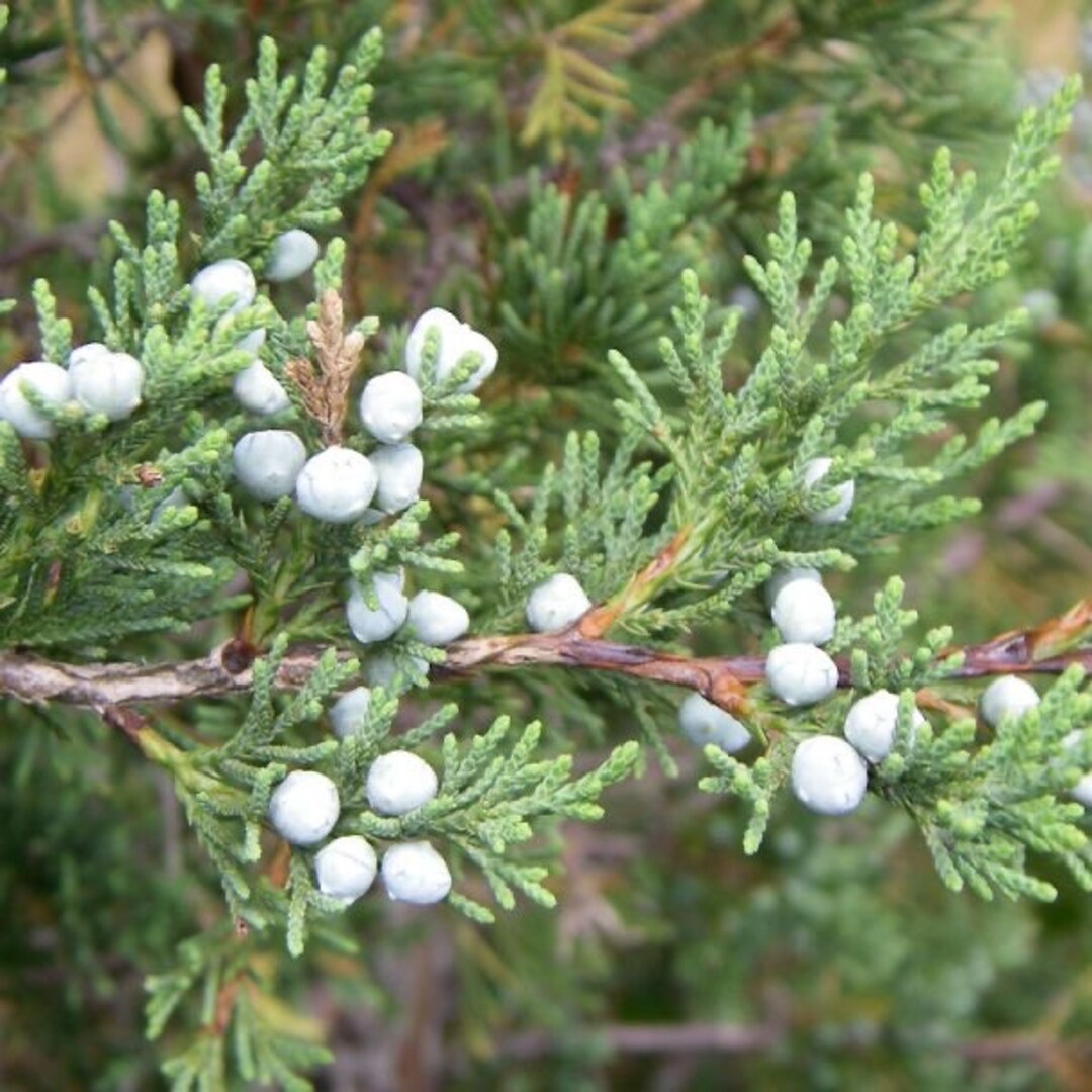 Eastern Red Cedar Juniperus Virginiana Cuttings for Propagation - Etsy