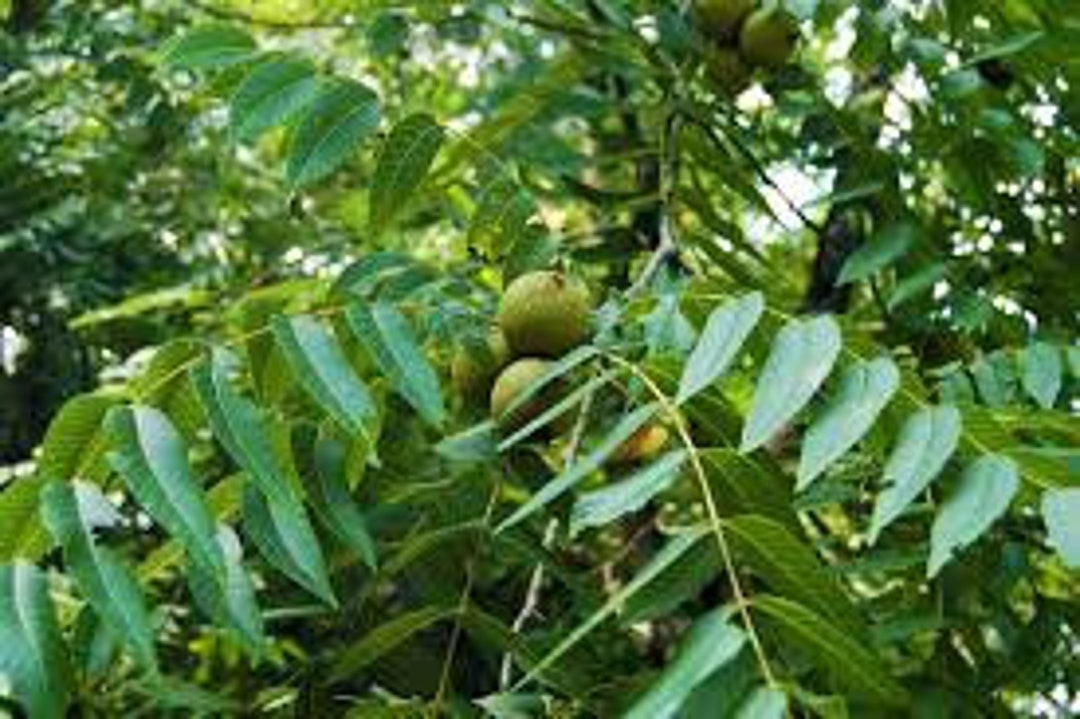 Black Walnut Juglans Nigra Cuttings for Propagation - Etsy