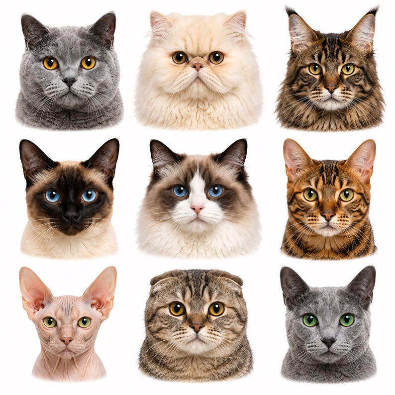 Cats Clipart Bundle, Minimalistic Pets, Realistic Cat Illustrations ...