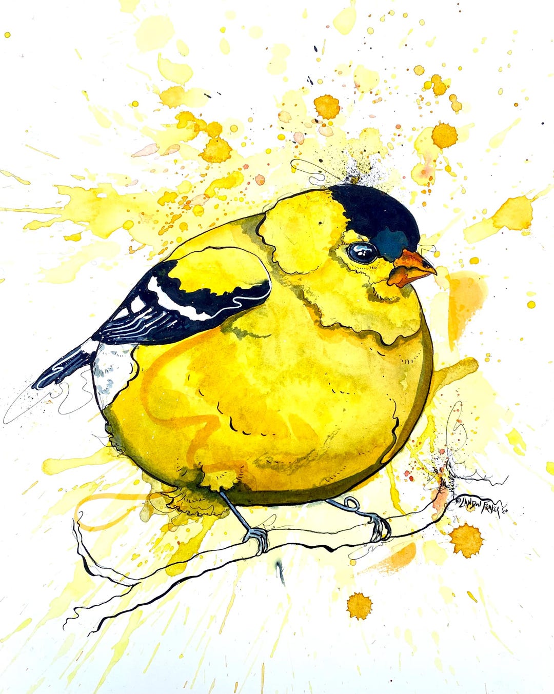Goldfinch Watercolor Print –fat Bird Art by Landon Fraker - Etsy