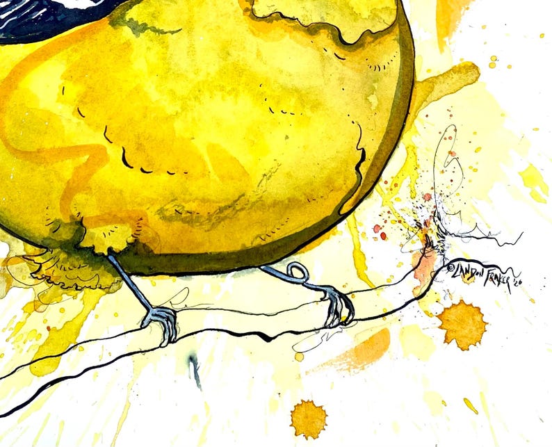 Goldfinch Watercolor Print –fat Bird Art by Landon Fraker - Etsy
