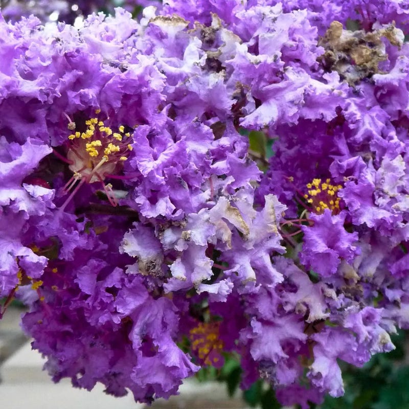 Purple Crape Myrtle - Etsy