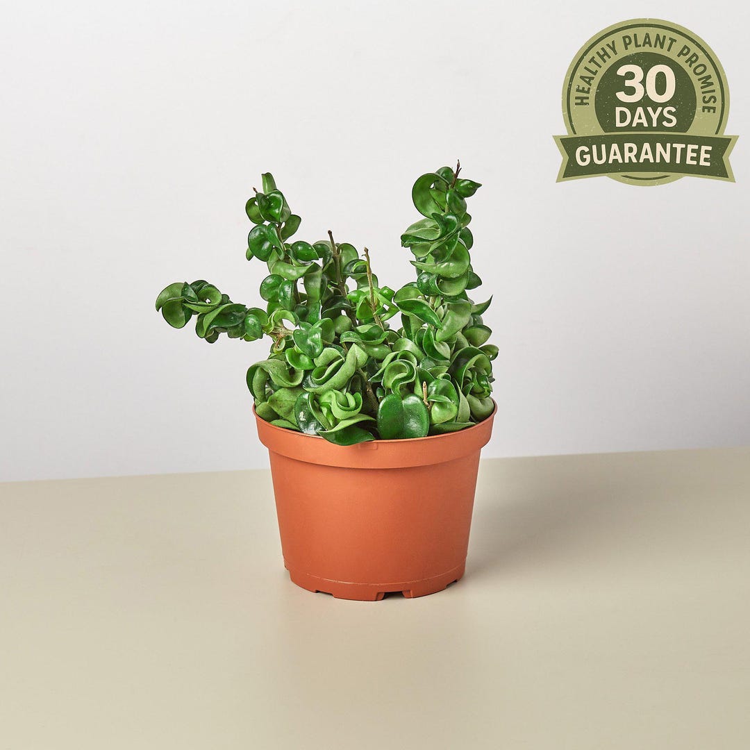 Hoya Rope Plant, Hindu Rope, Hoya Carnosa Compacta, Krinkle Curl Wax ...