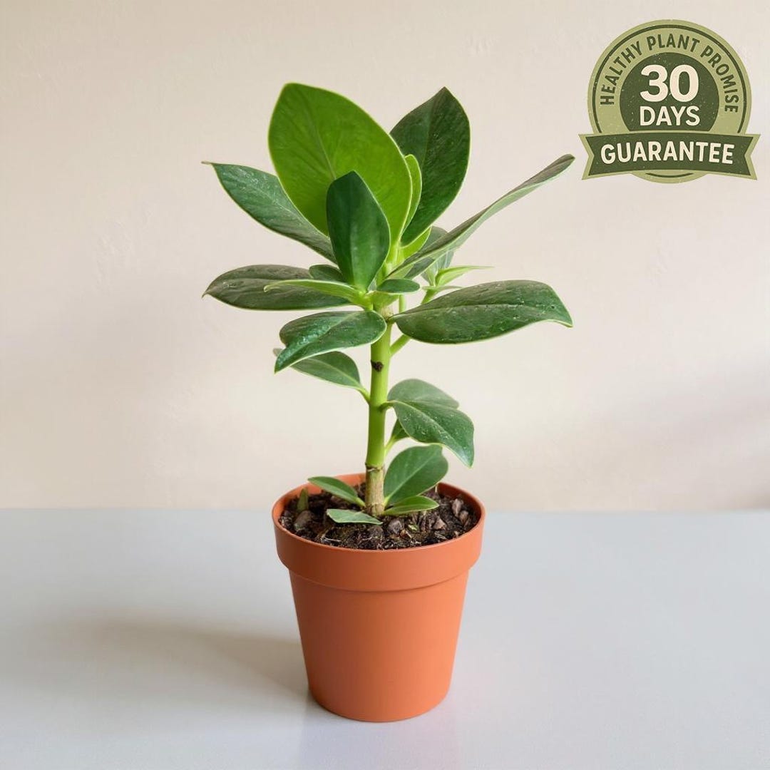 NEW Clusia Princess, Autograph Plant, Clusia Rosea, Autograph Tree ...