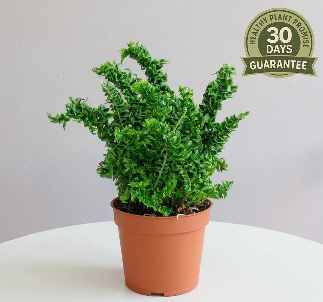 New Emina Fern (nephrolepis Exaltata 'emina'), Curly Boston Fern With ...