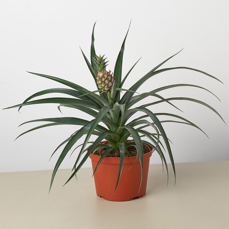 Pineapple Plant - Etsy