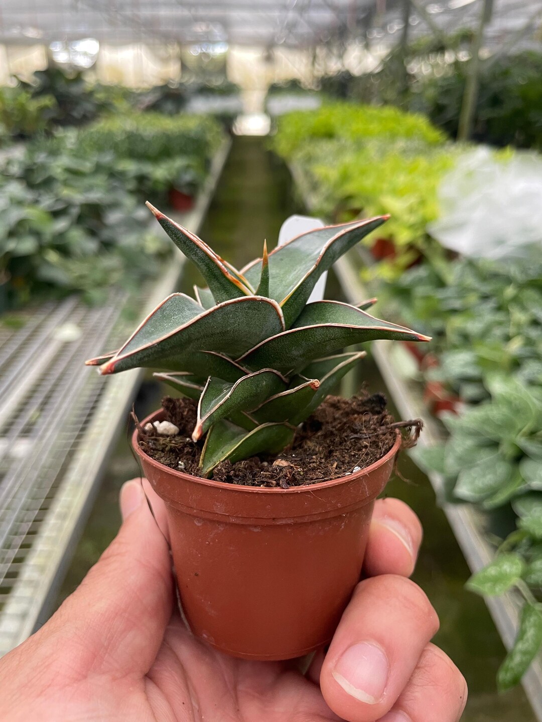Lavranos Snake Plant, Mini Sansevieria, Compact Easy Care Air Purifier ...