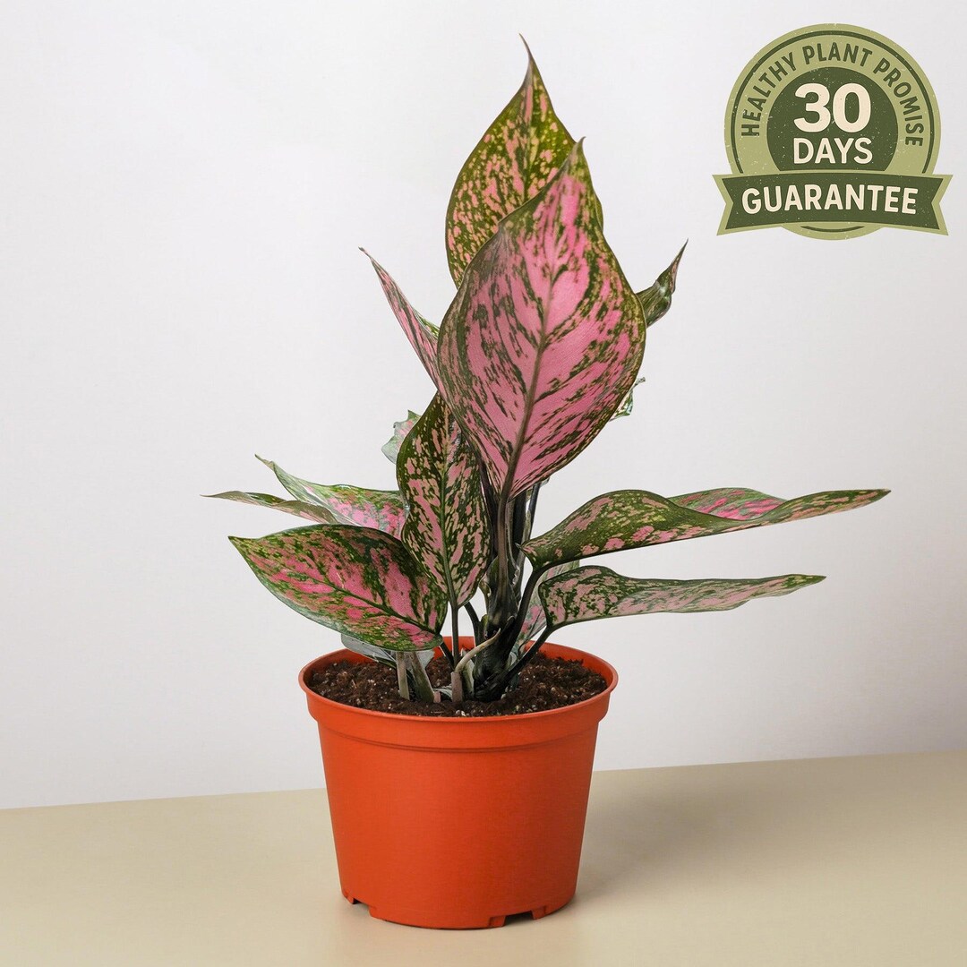 Chinese Evergreen Wishes, Aglaonema Wishes, Tricolor Camouflage Plant ...