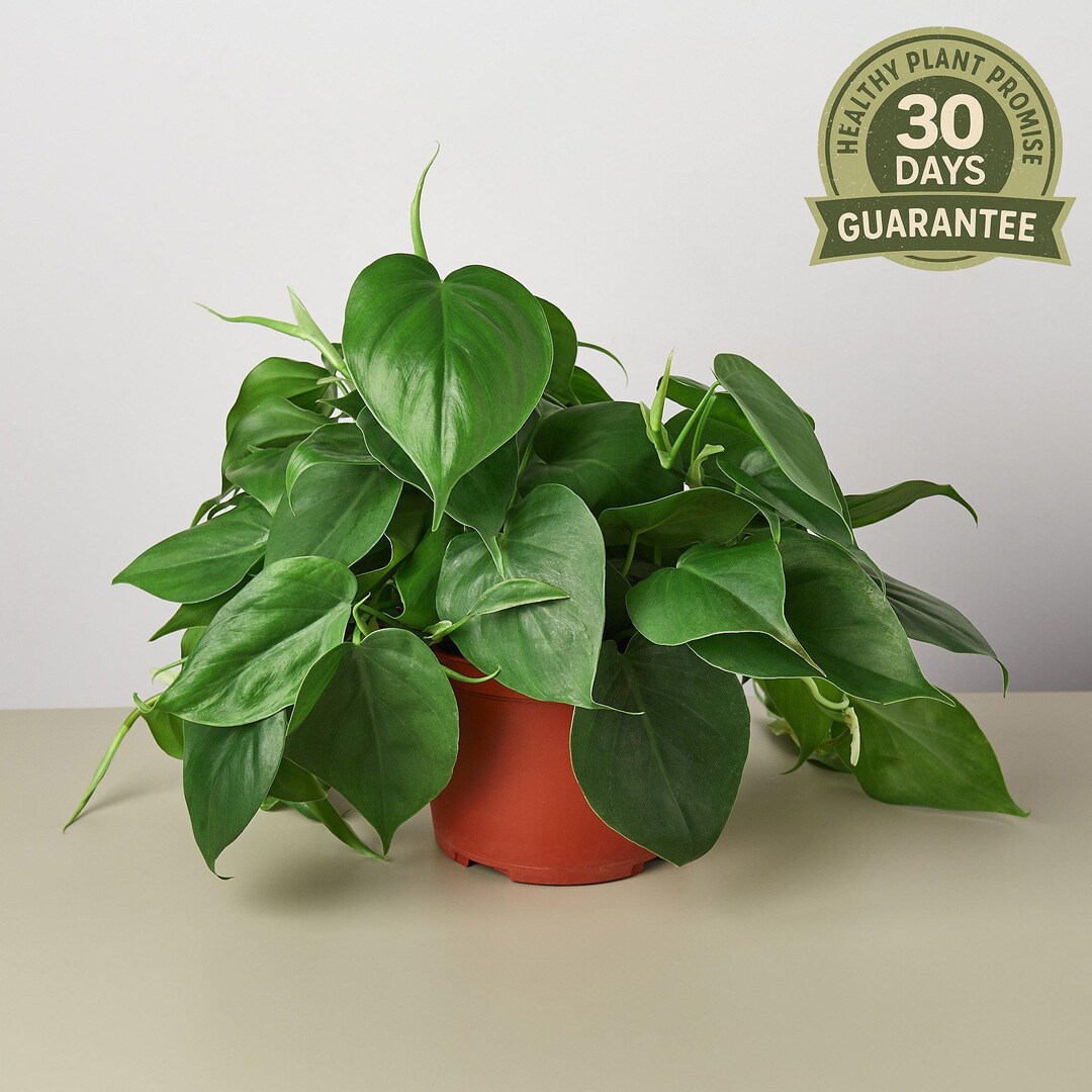 NEW Philodendron Cordatum Heartleaf, Vining Trailing Houseplant, Heart ...
