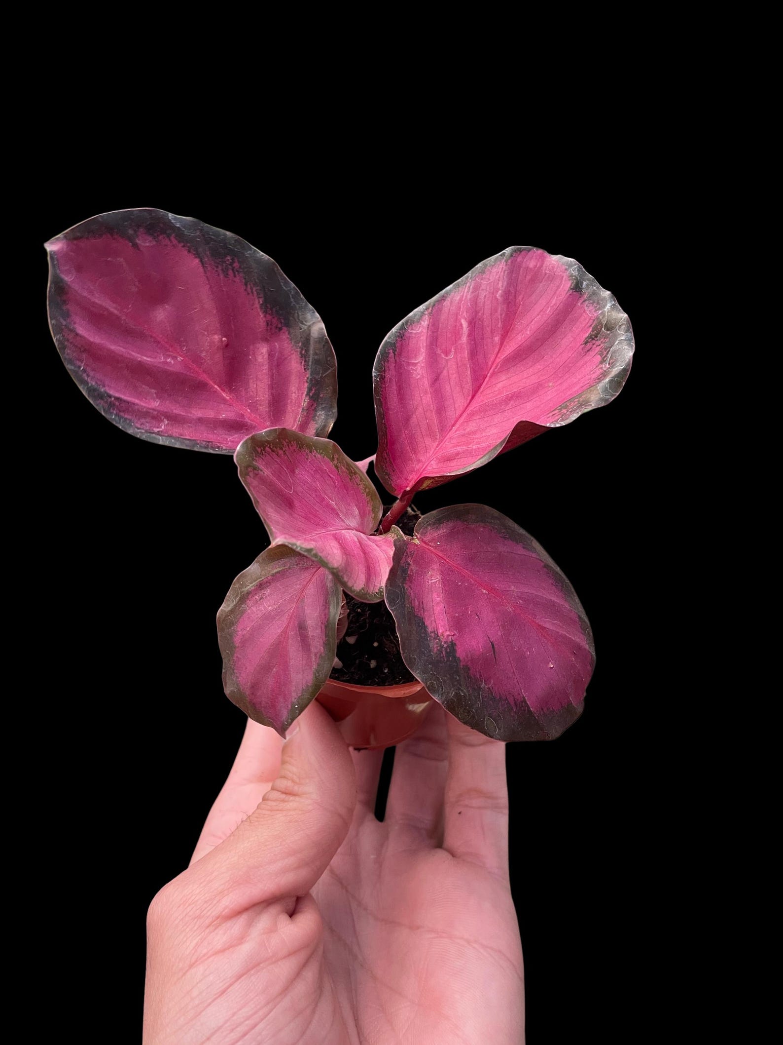 Calathea Purple Rose, Calathea Roseopicta, Live Prayer Plant, Purple ...