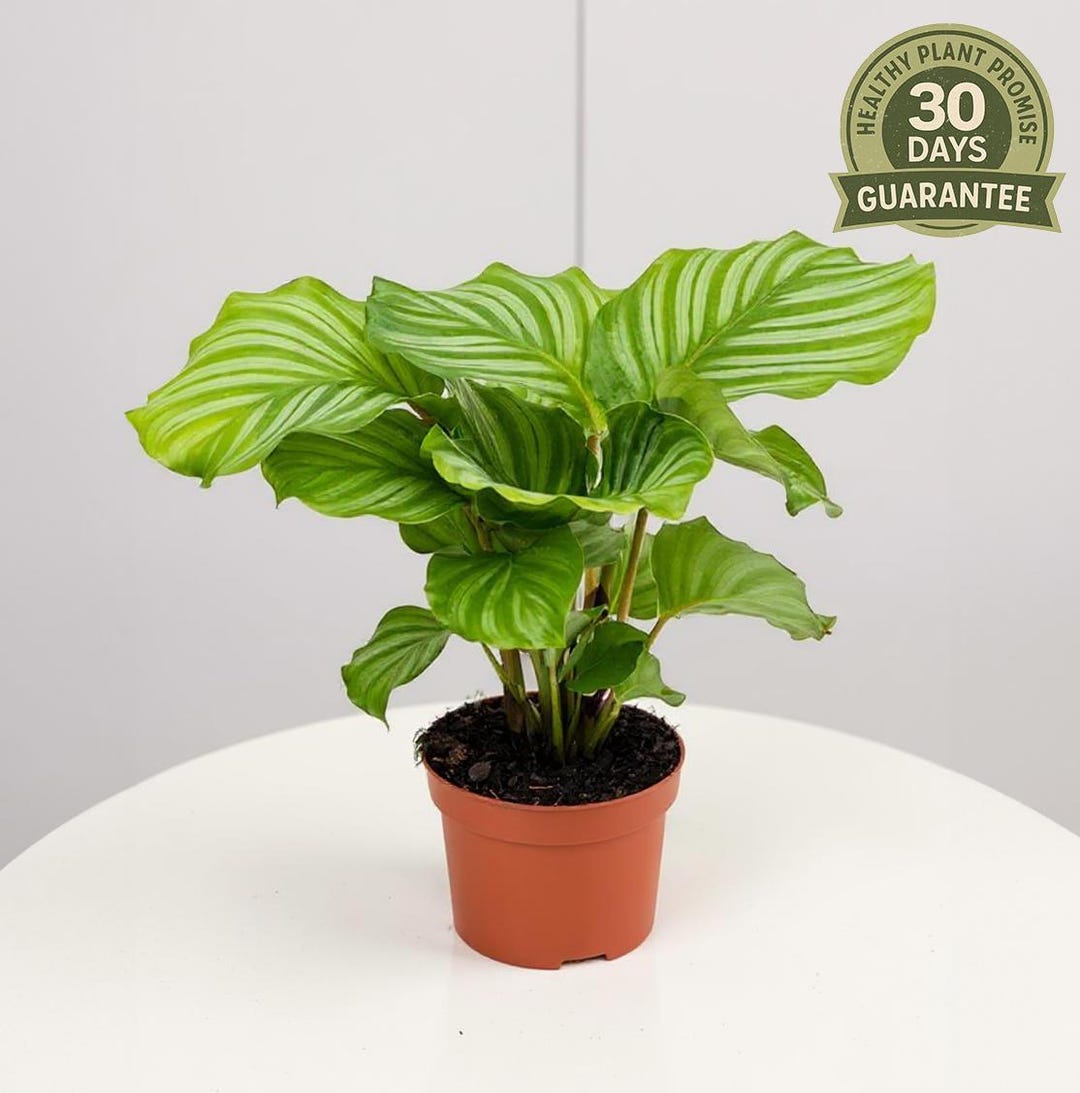 Calathea Orbifolia, Large Round Leaves, Striped Decorative Foliage ...