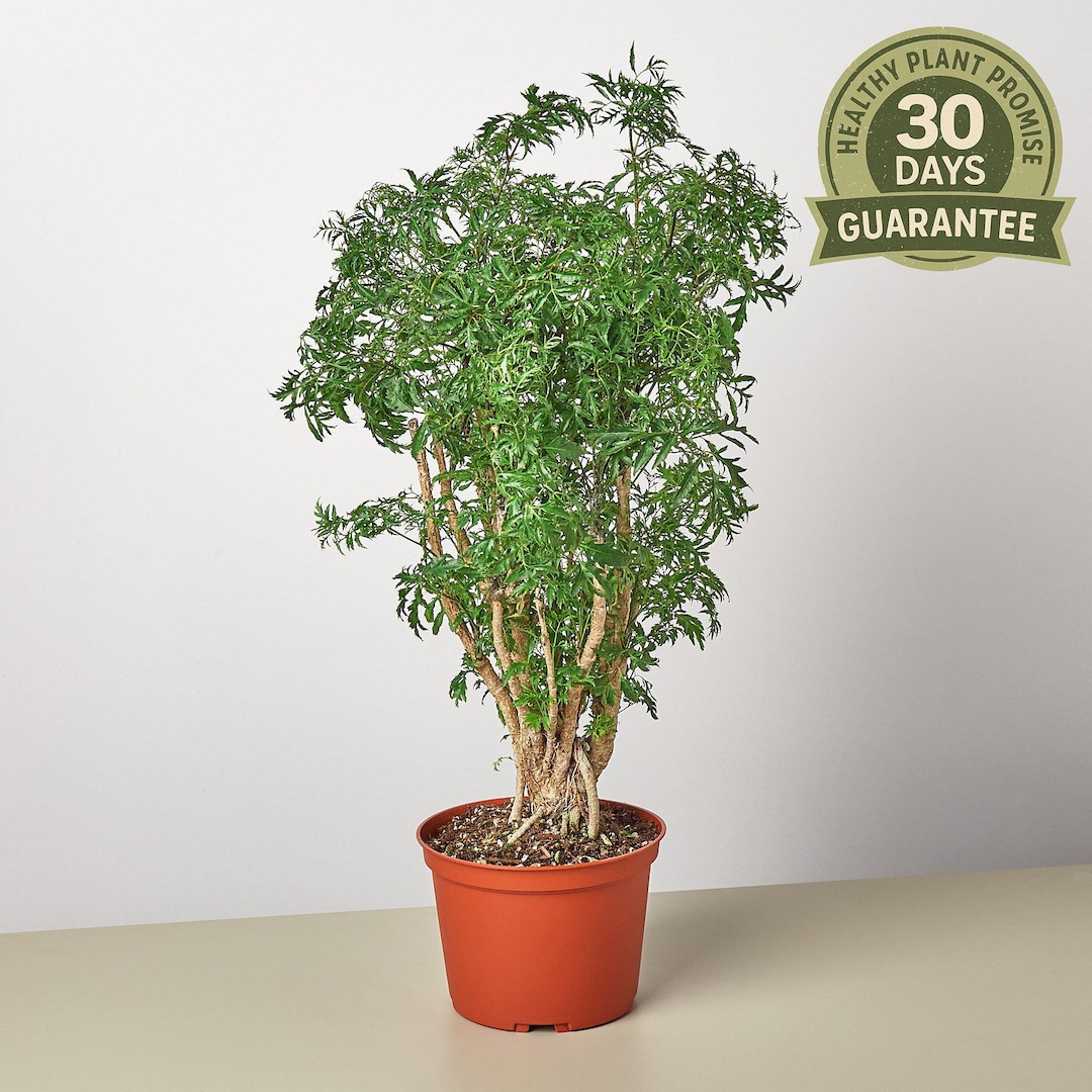 NEW Ming Aralia, Polyscias Fruticosa, Ming Stump Plant, Live Evergreen ...