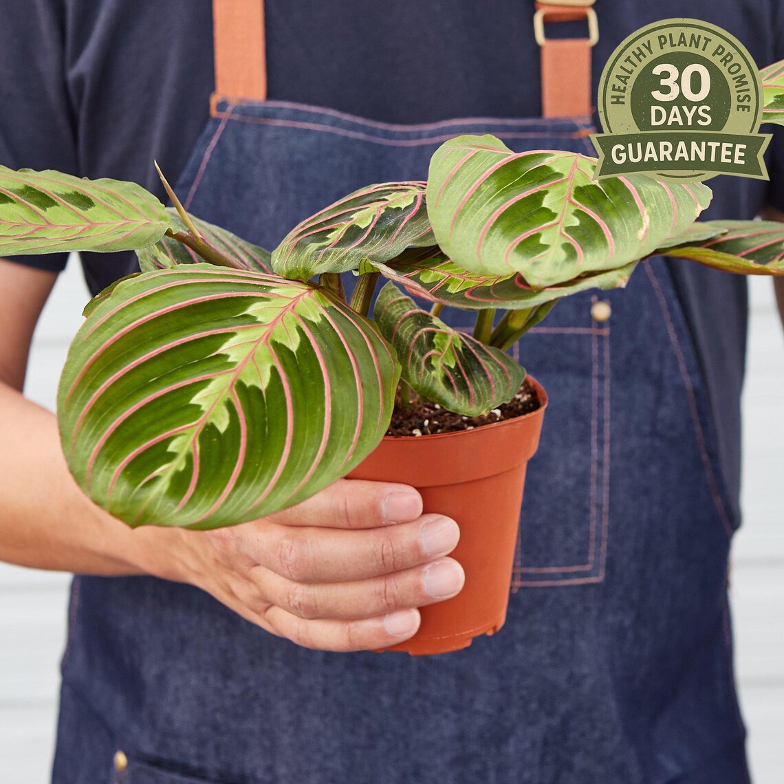 NEW Maranta Red Prayer, Red Vein Prayer Plant, Evergreen Maranta, Pet ...