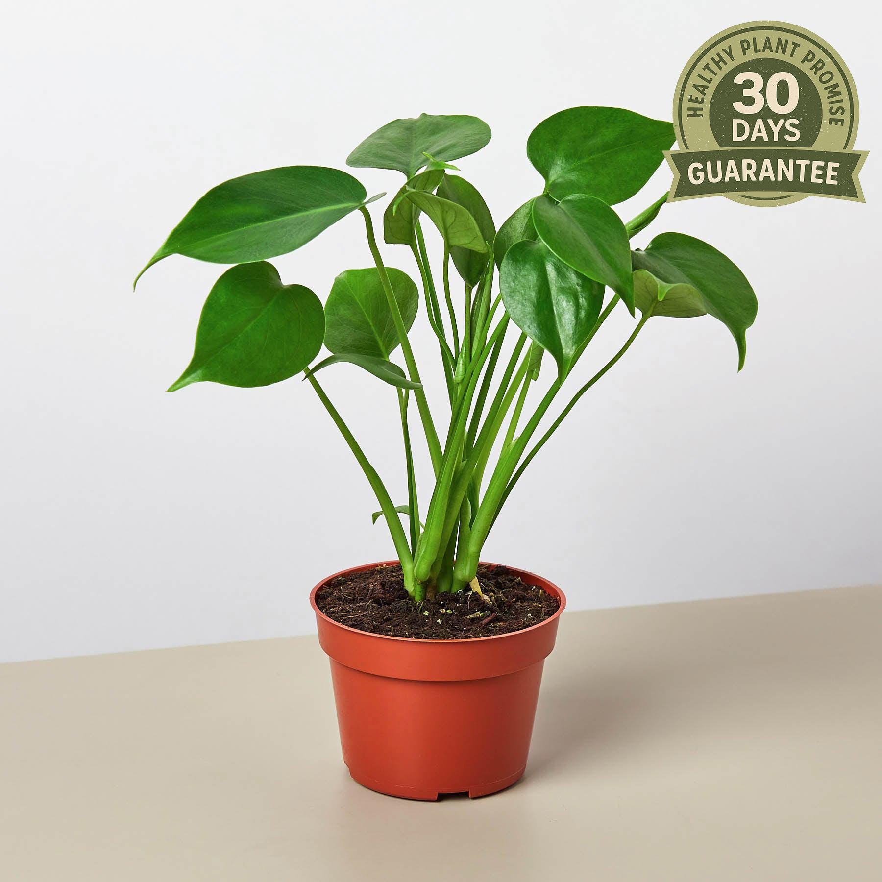 NEW Monstera Deliciosa, Split Leaf Philodendron, Climbing Evergreen ...
