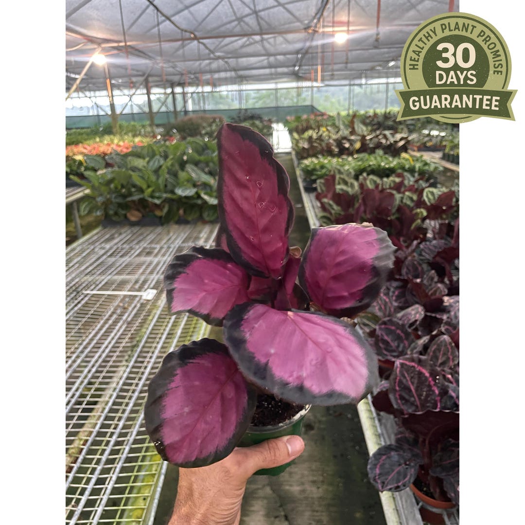 NEW Calathea Purple Rose, Calathea Roseopicta, Live Prayer Plant ...