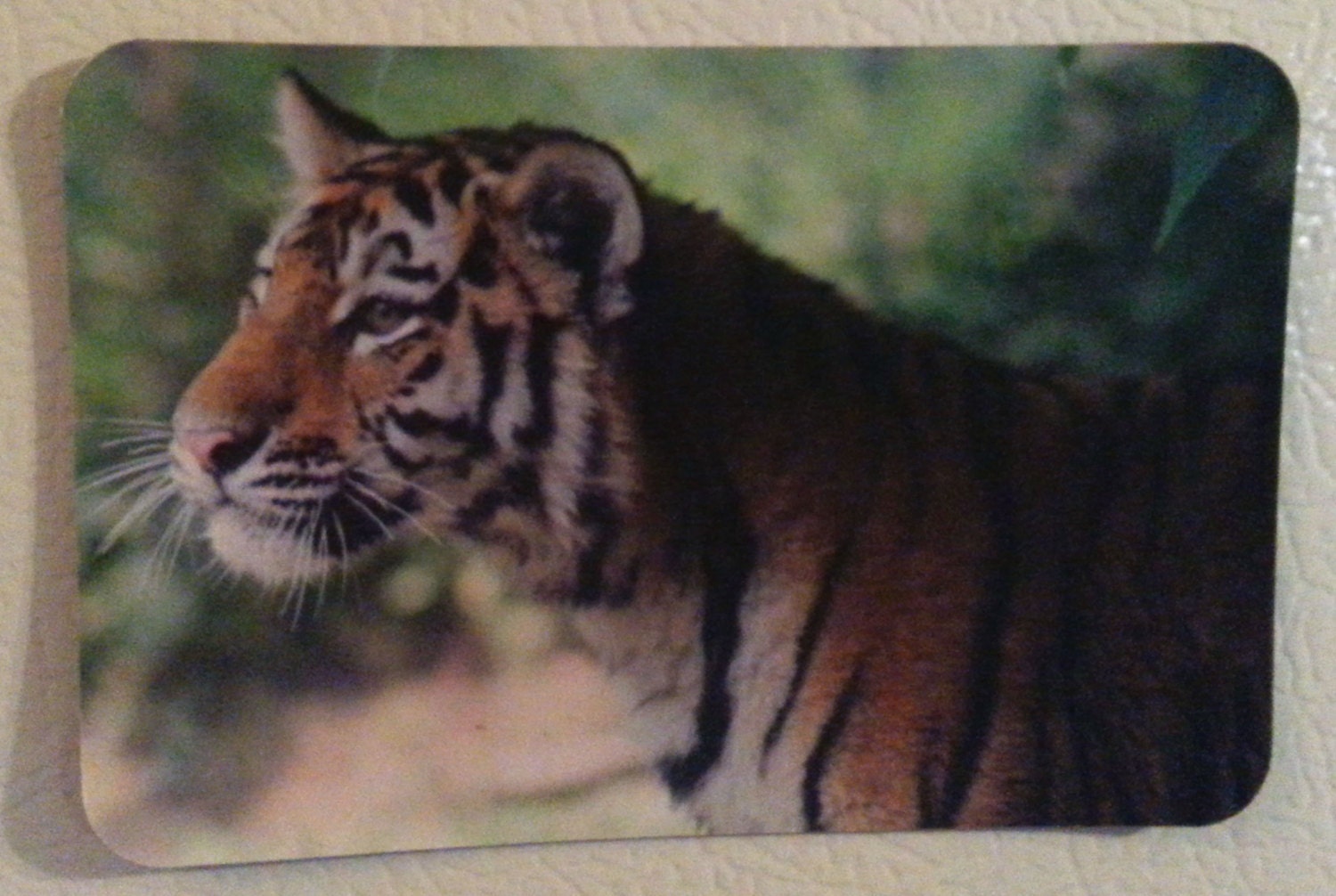 Tiger Cub Print - Etsy