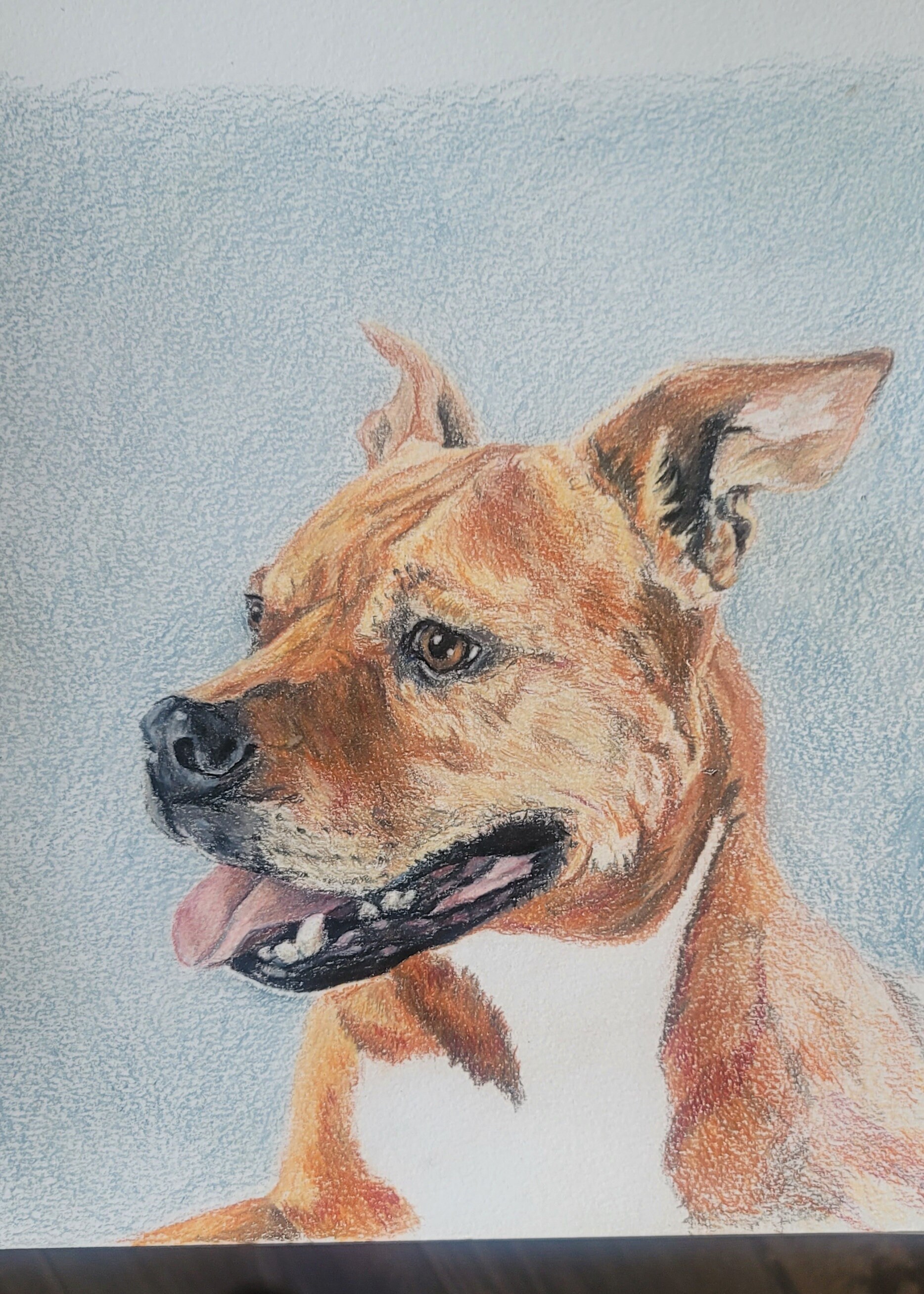 Original Commissioned Color Pencil Animal Portrait - Etsy