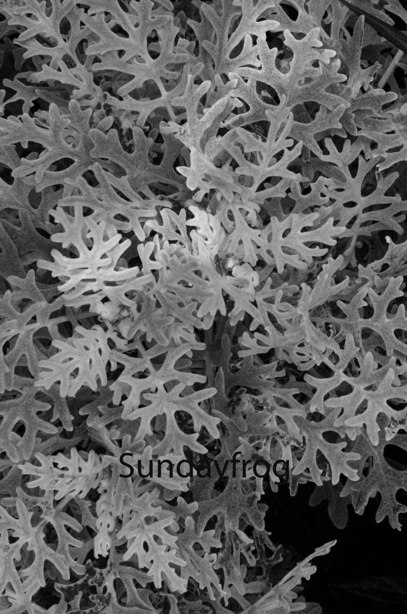 Natures Abstract Lace - Etsy