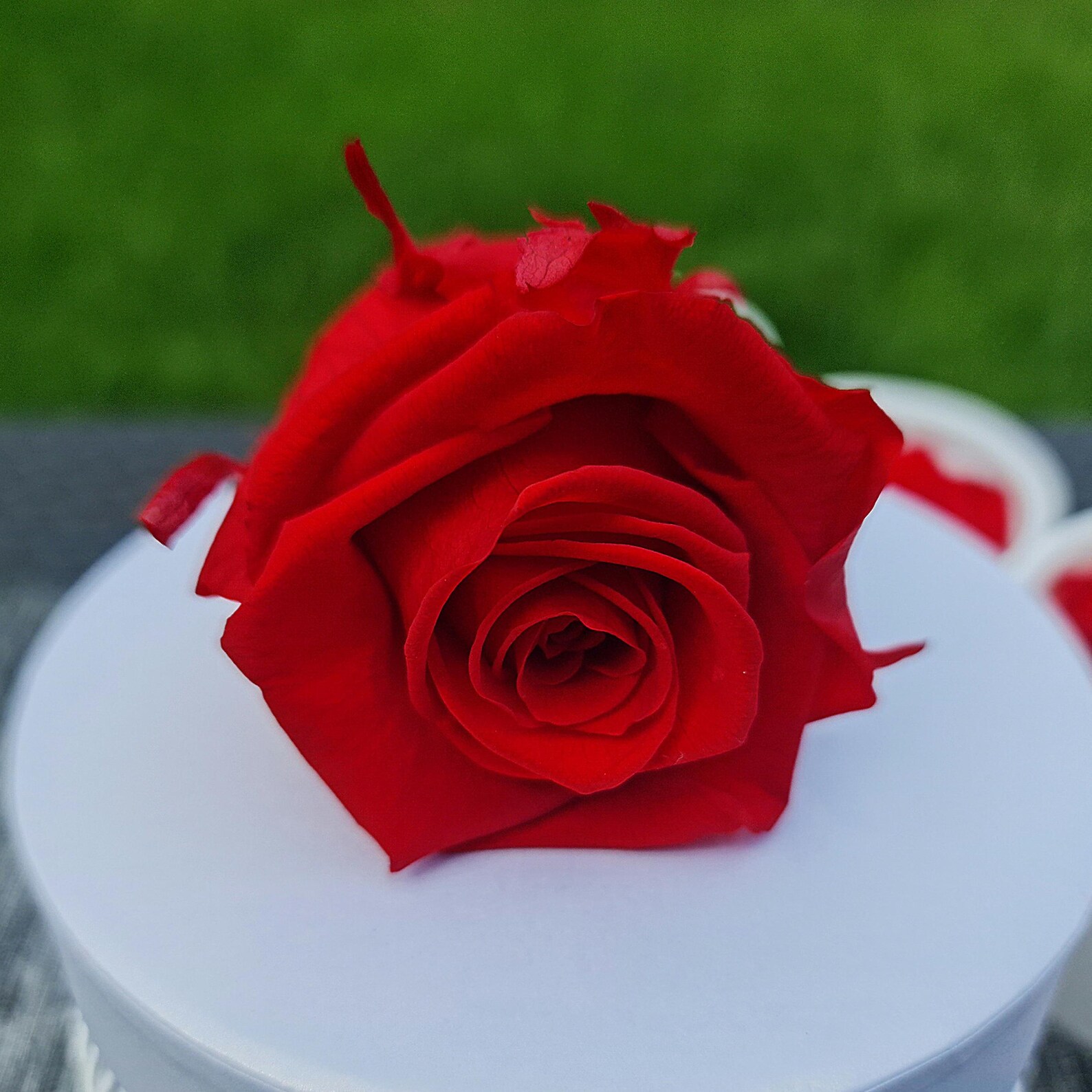 Premium Preserved Roses (6pcs) – XL Vibrant Red Rose Heads, Ecuador, No ...