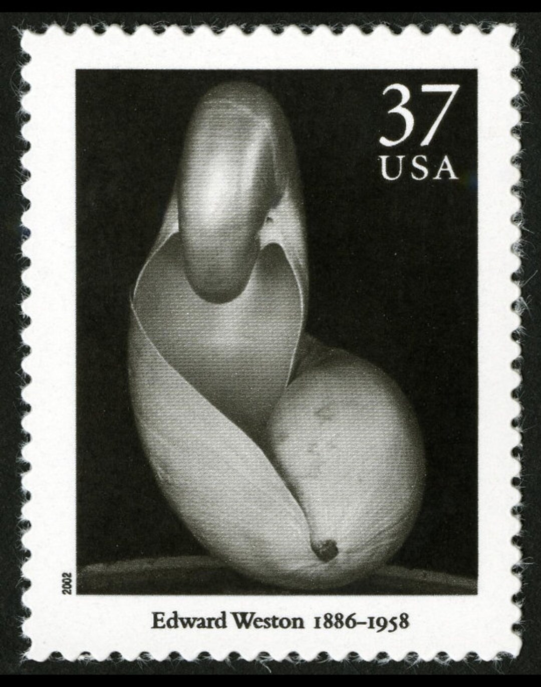 One 1 Two Shells by Edward Weston // American Photography // Unused Postage Stamp // 37 Cent ...