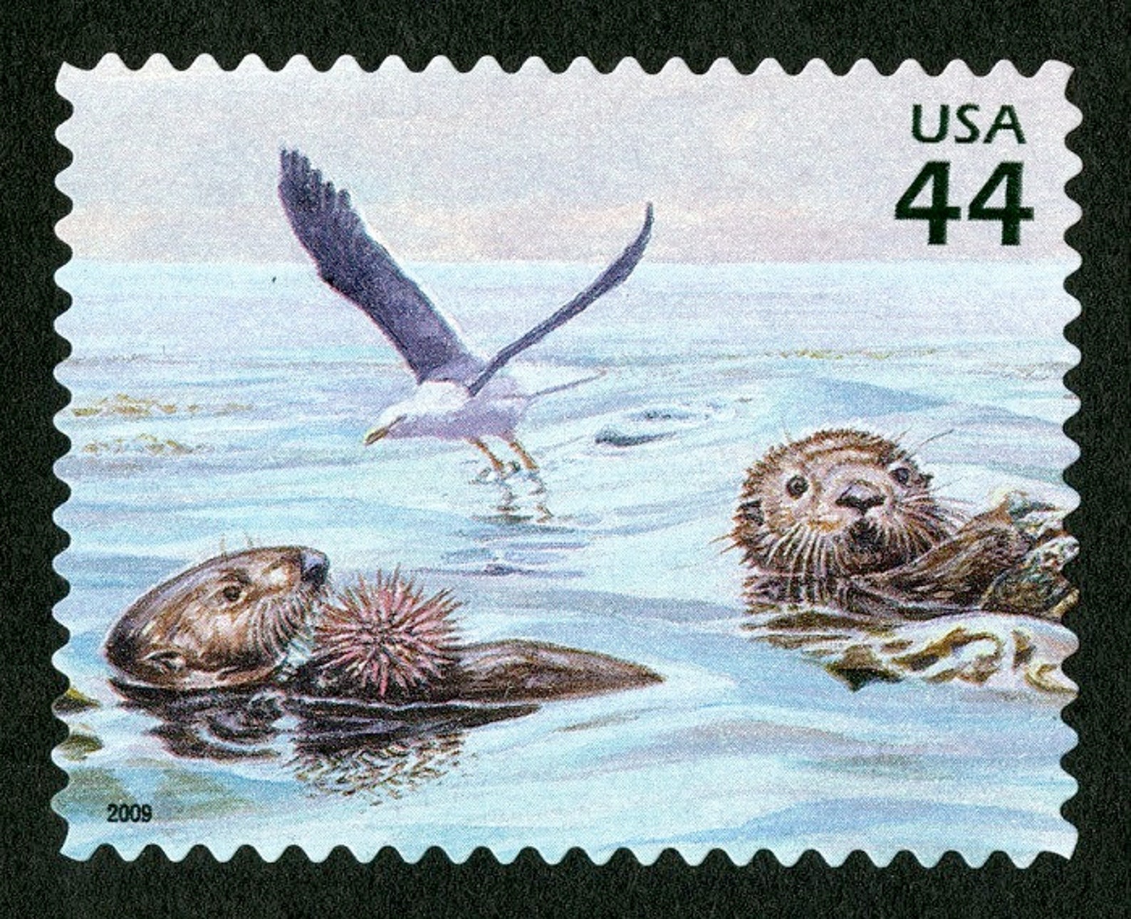 One 1 Western Gull, Southern Sea Otters, Red Sea Urchin 44c // Kelp ...