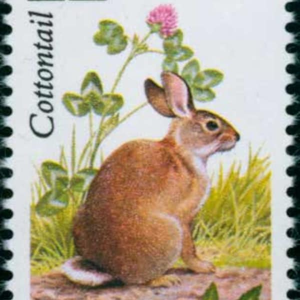 Cottontail Rabbit - Etsy