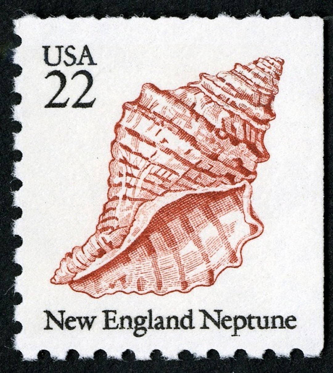 Vintage New England Neptune Seashell Stamp: 22 Cent Unused - Etsy