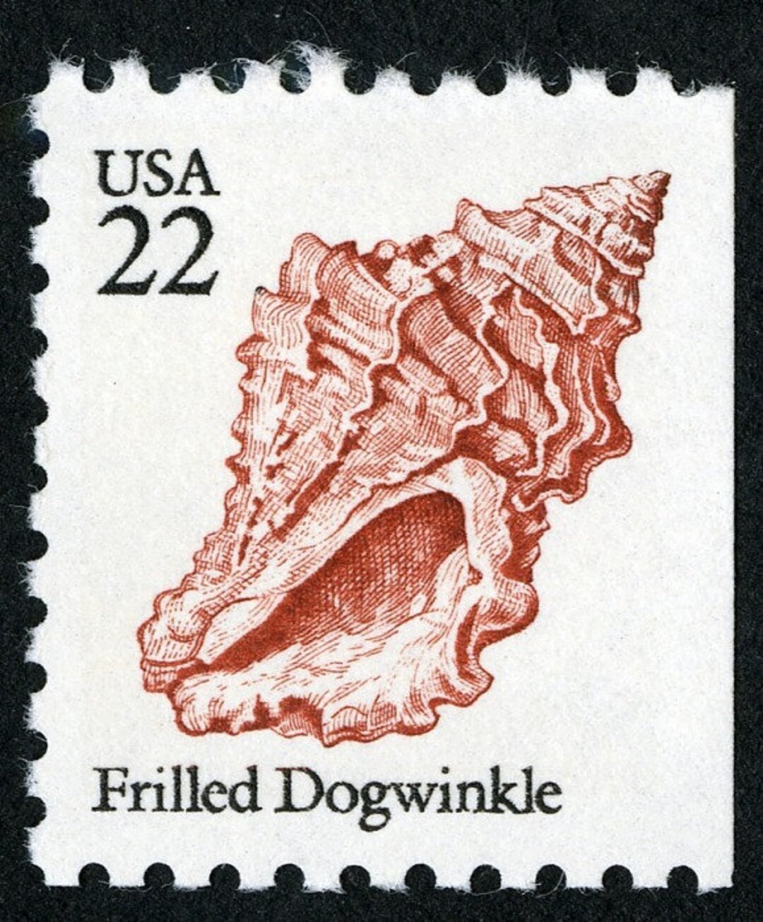 One 1 Frilled Dogwinkle Seashell 22c Stamp // Vintage Seashell Postage ...