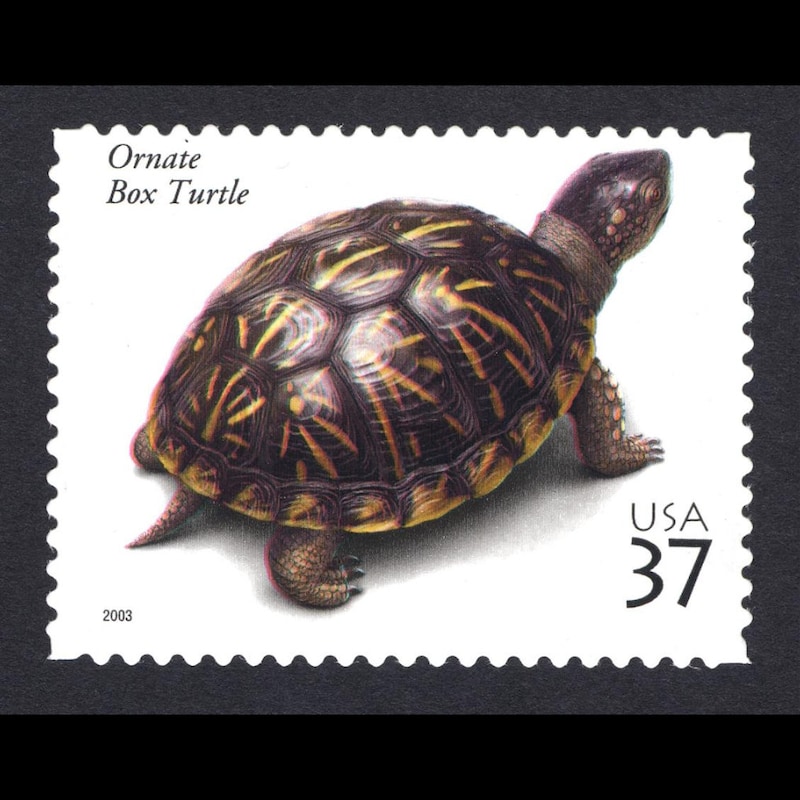 Turtle Stamp - Etsy