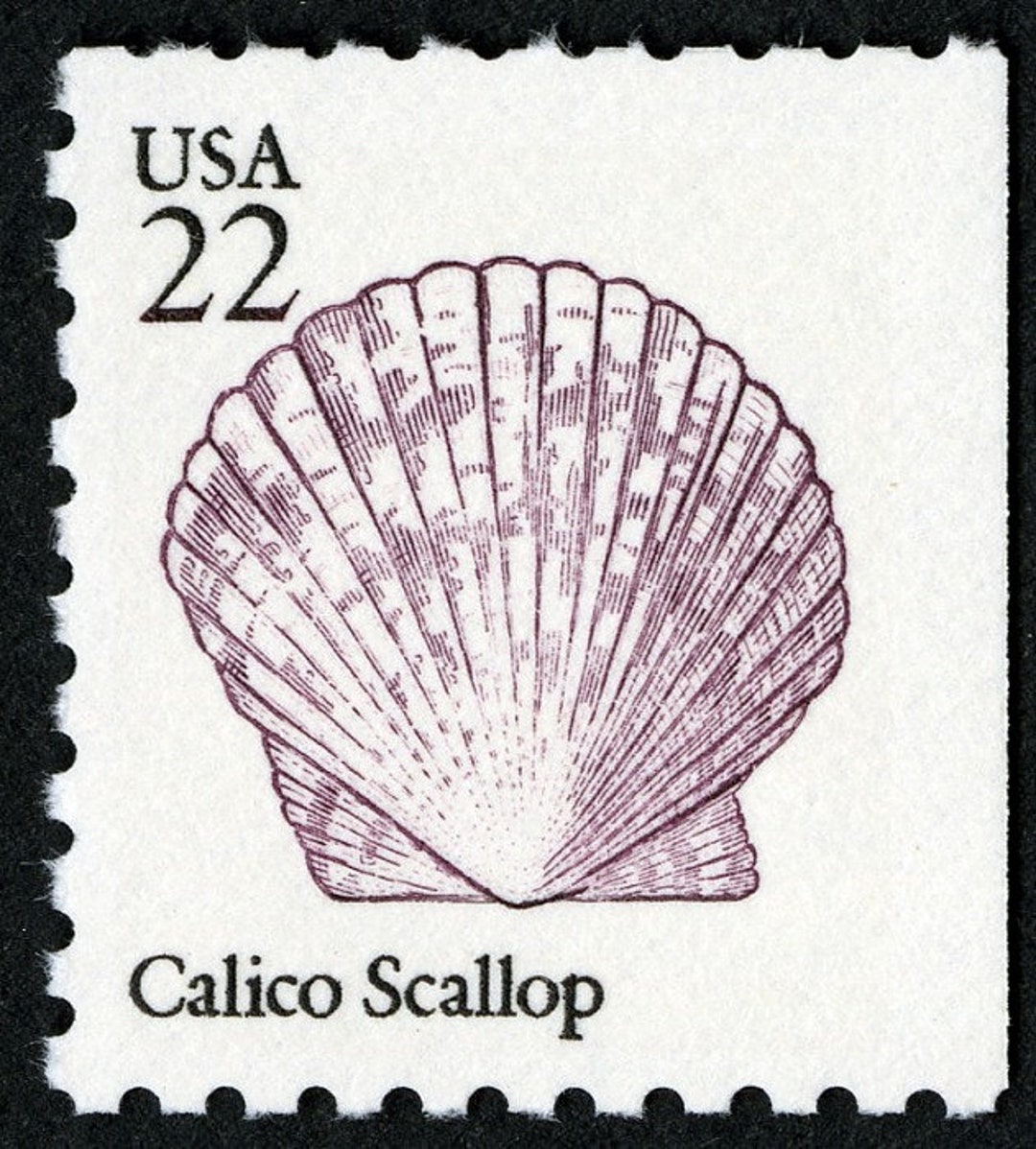 One 1 Calico Scallop Seashell 22c Stamp // Vintage Seashell Postage ...