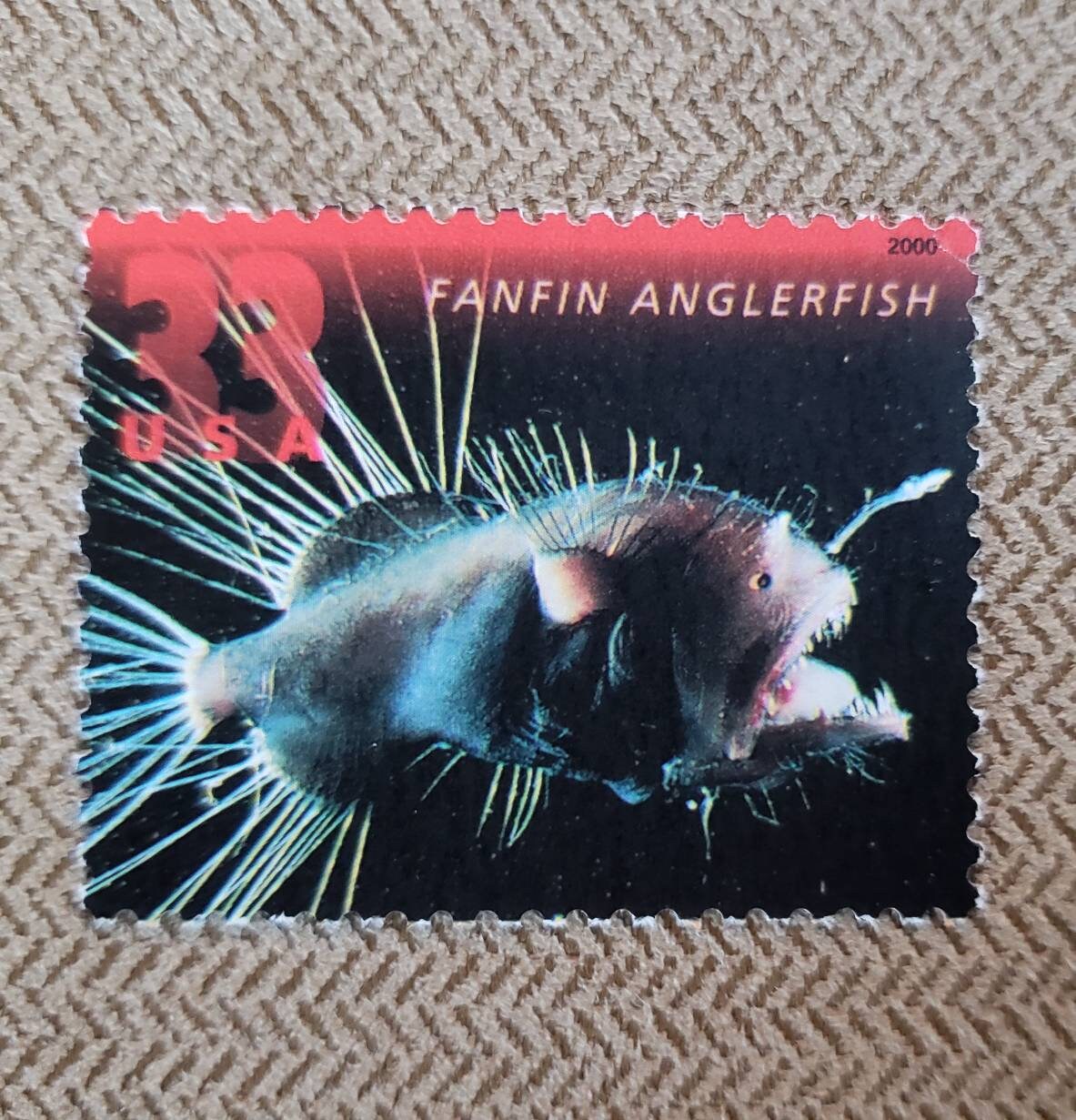 Fanfin Anglerfish
