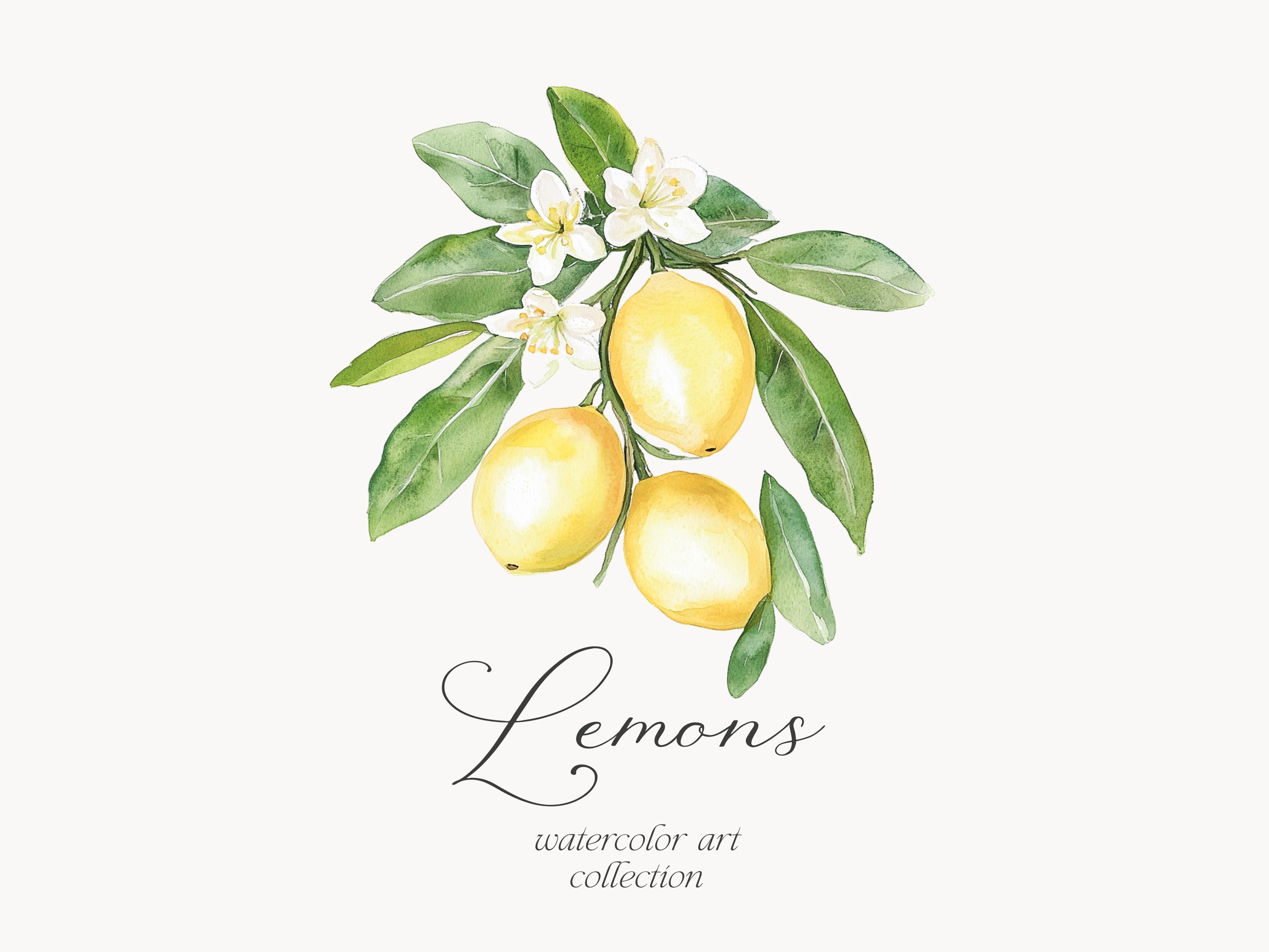 Watercolor Lemons Clipart - Lemons - Mediterranean Lemons Clipart ...