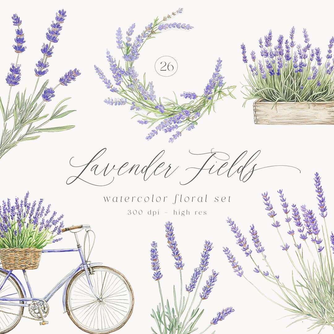 Watercolor Wild Lavender Clipart - Rustic Lavender Collection ...
