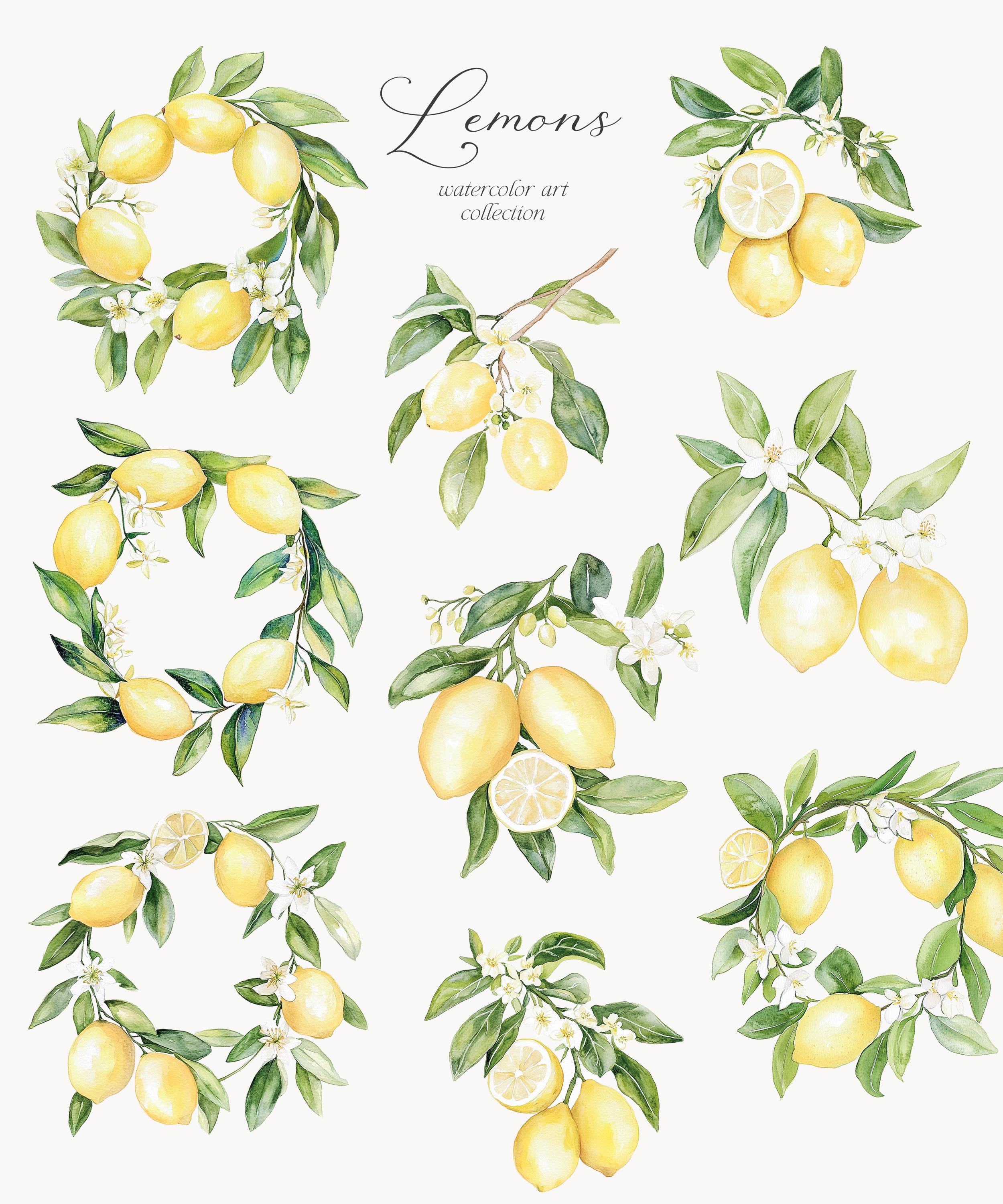 Watercolor Lemons Clipart - Lemons - Mediterranean Lemons Clipart ...