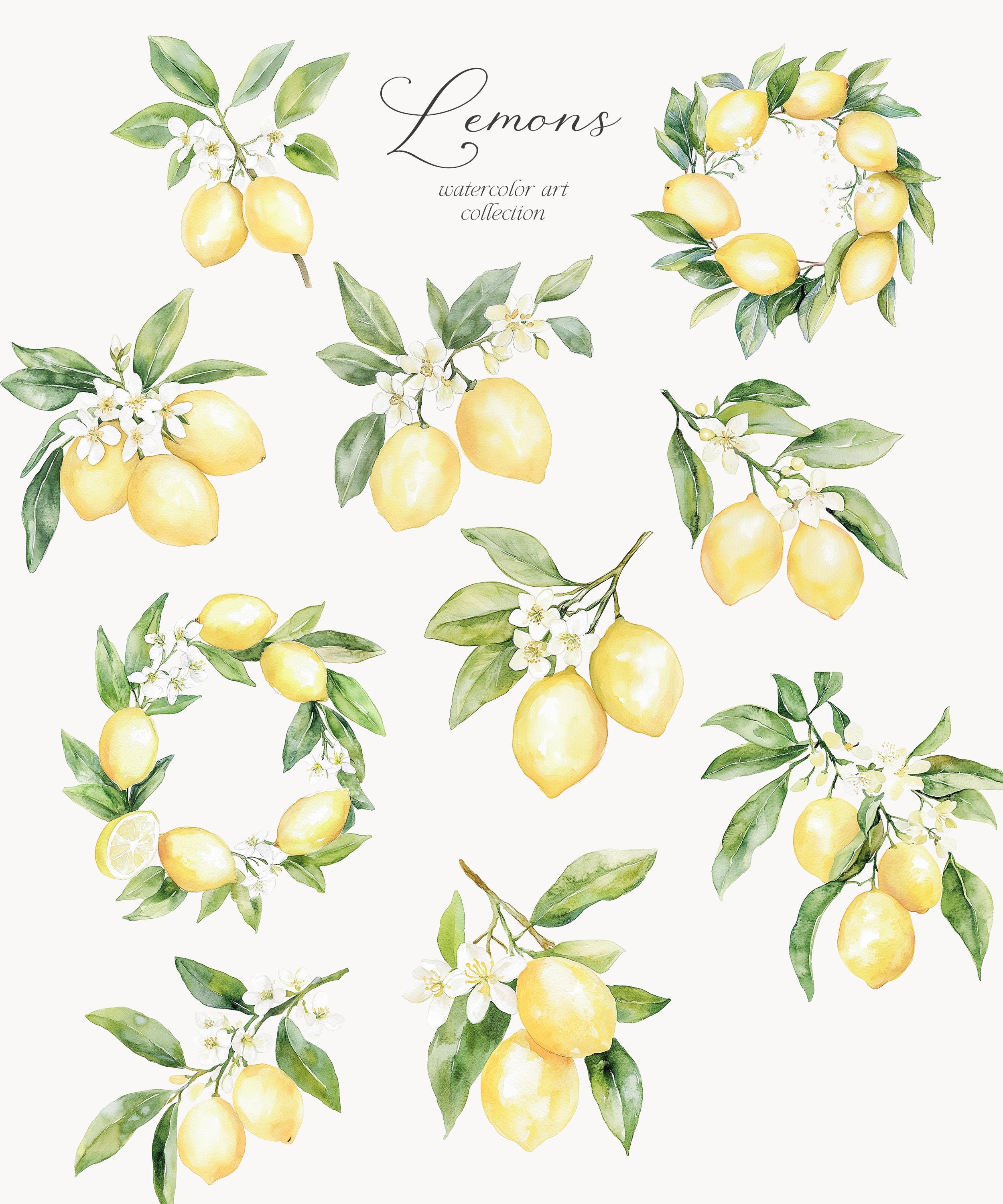 Watercolor Lemons Clipart - Lemons - Mediterranean Lemons Clipart ...