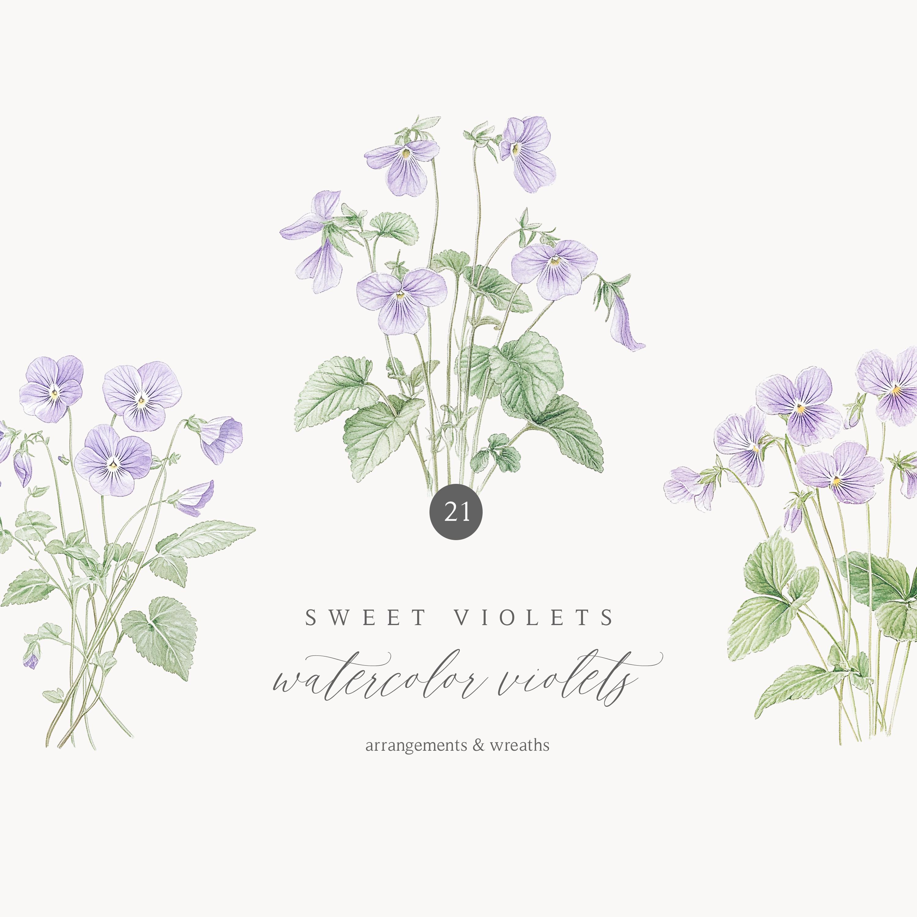 Watercolor Spring Violets Clipart - Violets Clipart - Violets ...