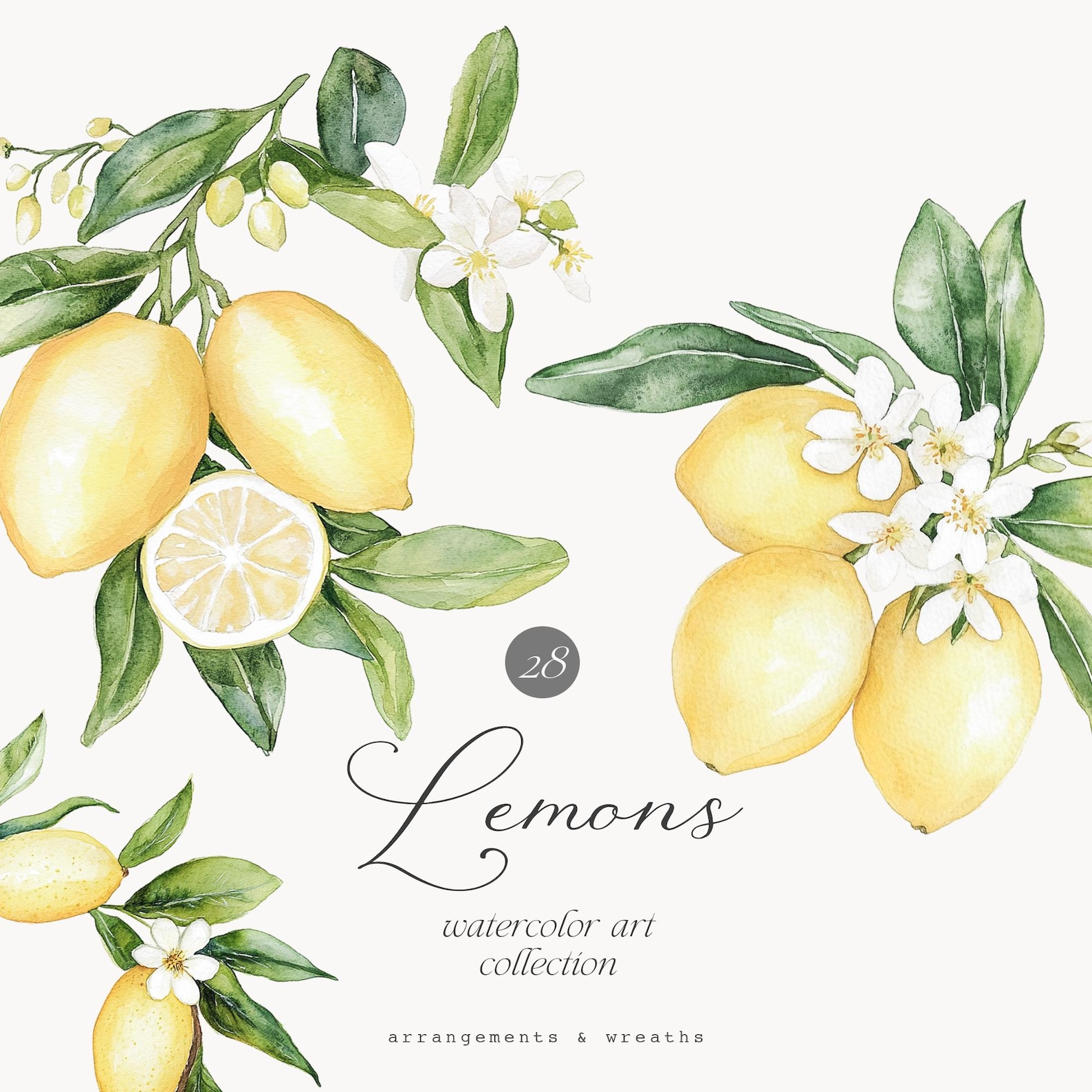 Watercolor Lemons Clipart - Lemons - Mediterranean Lemons Clipart ...