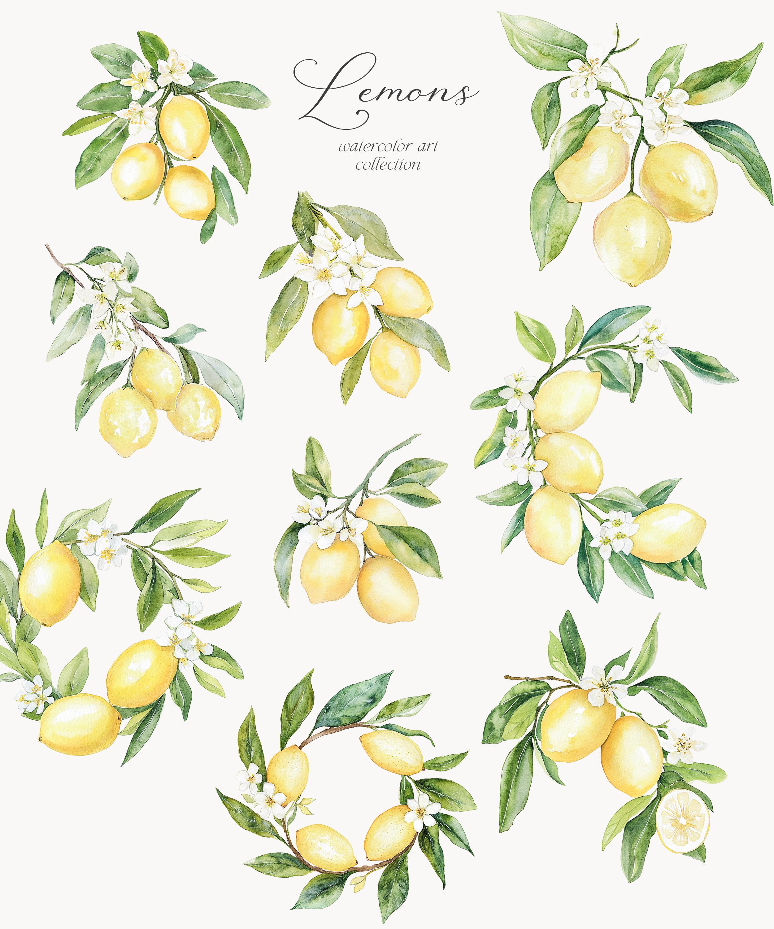 Watercolor Lemons Clipart - Lemons - Mediterranean Lemons Clipart ...