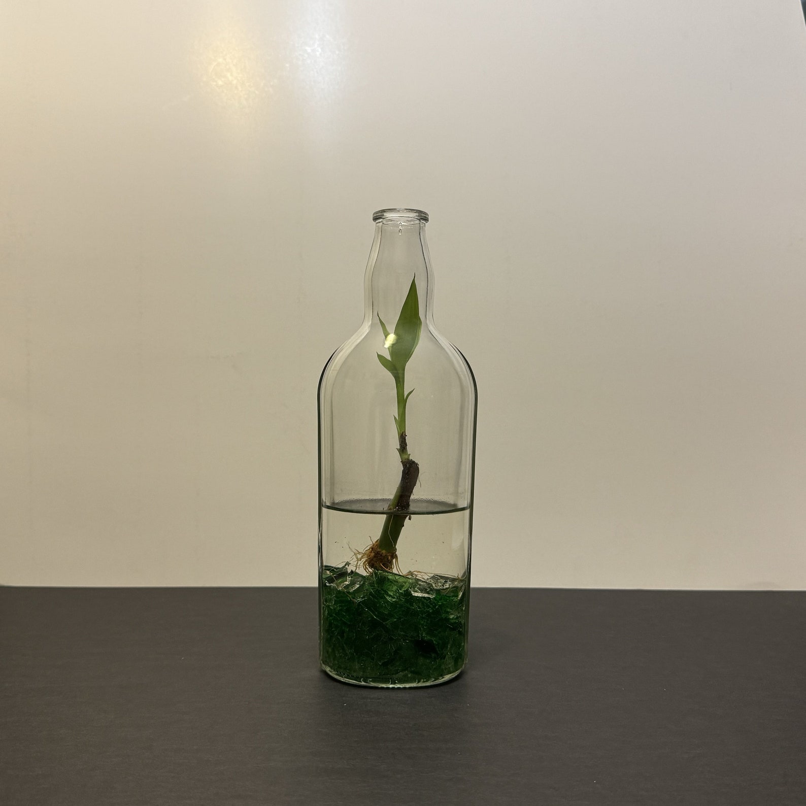 Live Lucky Bamboo Plant - Blessings Plants, Lucky House Plant, Aquarium ...