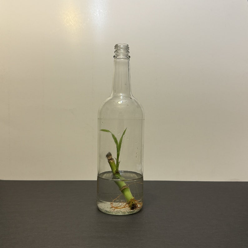 Live Lucky Bamboo Plant - Blessings Plants, Lucky House Plant, Aquarium ...